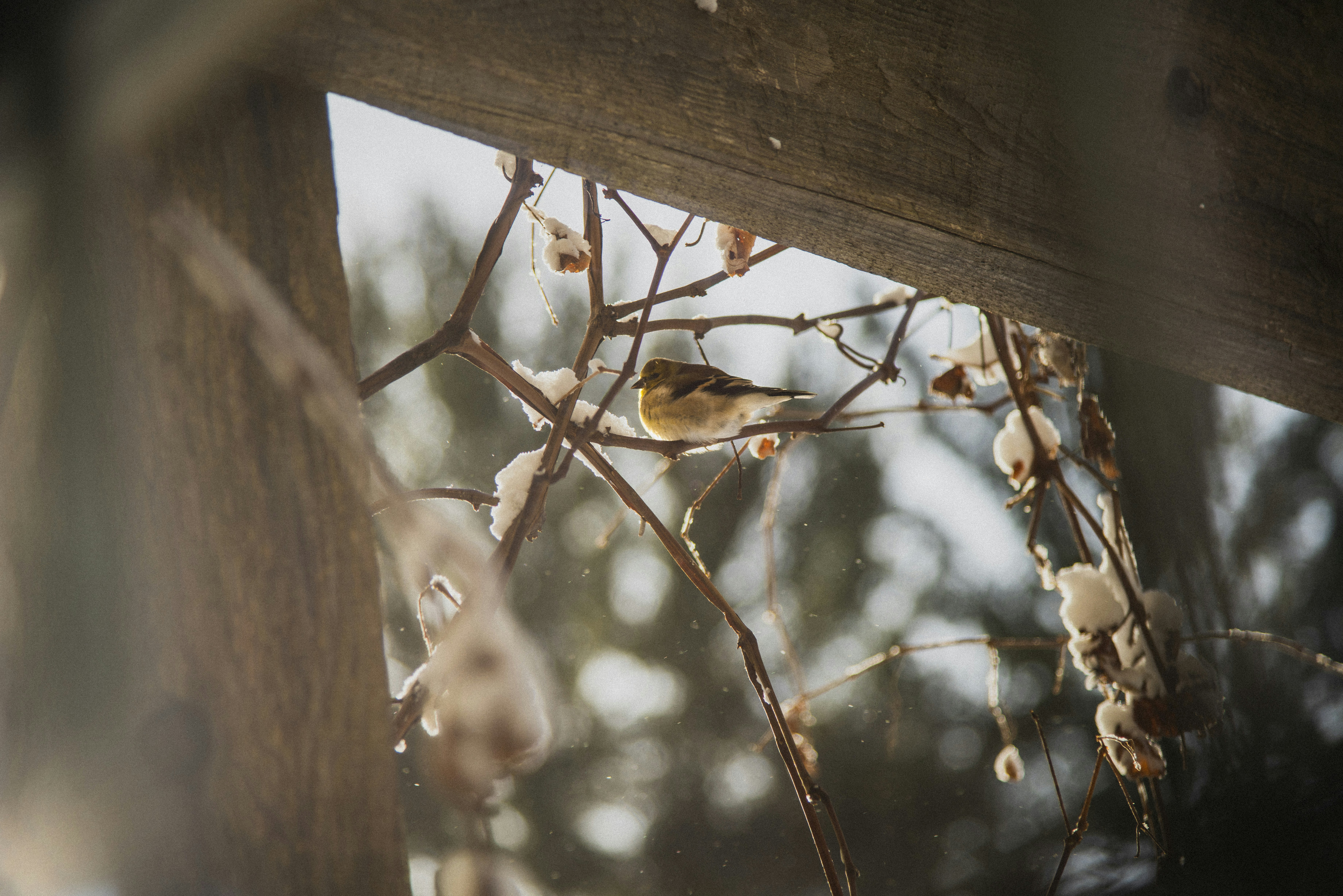 Tiny Sparrow Adrift Among Winter Branches