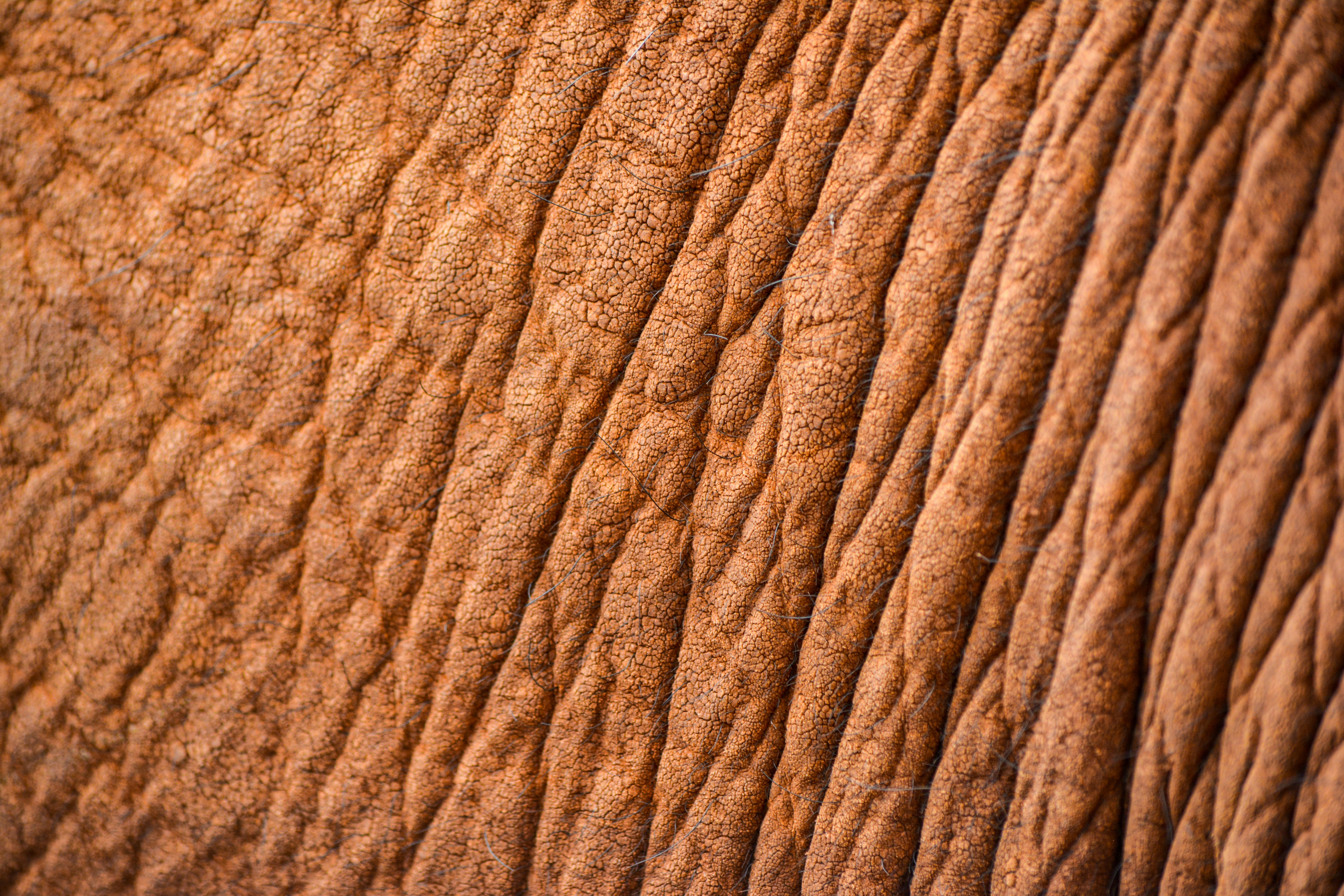 Animal Skin Pictures | Download Free Images on Unsplash