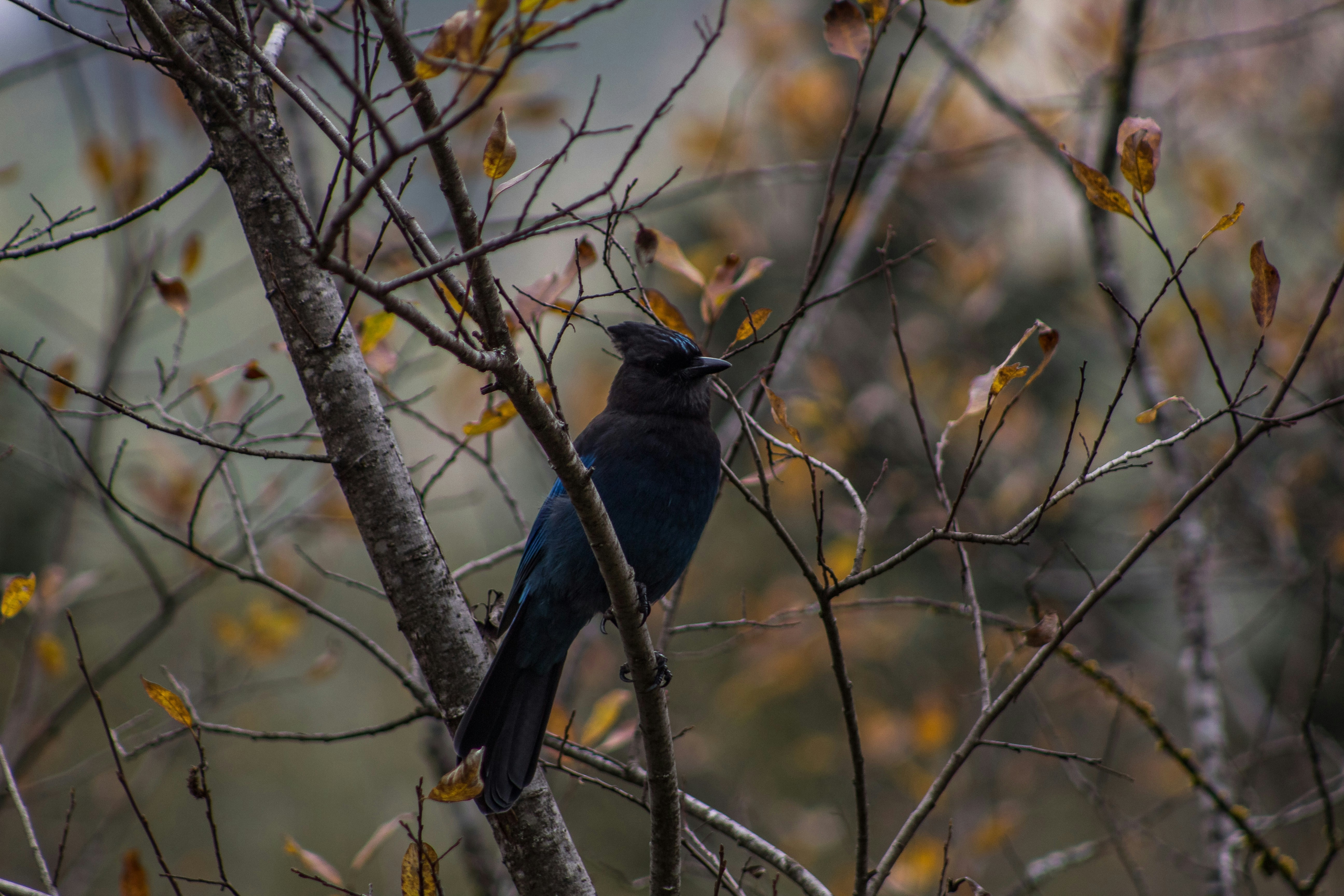 black coated cardinal bird photo – Free Bird Image on Unsplash