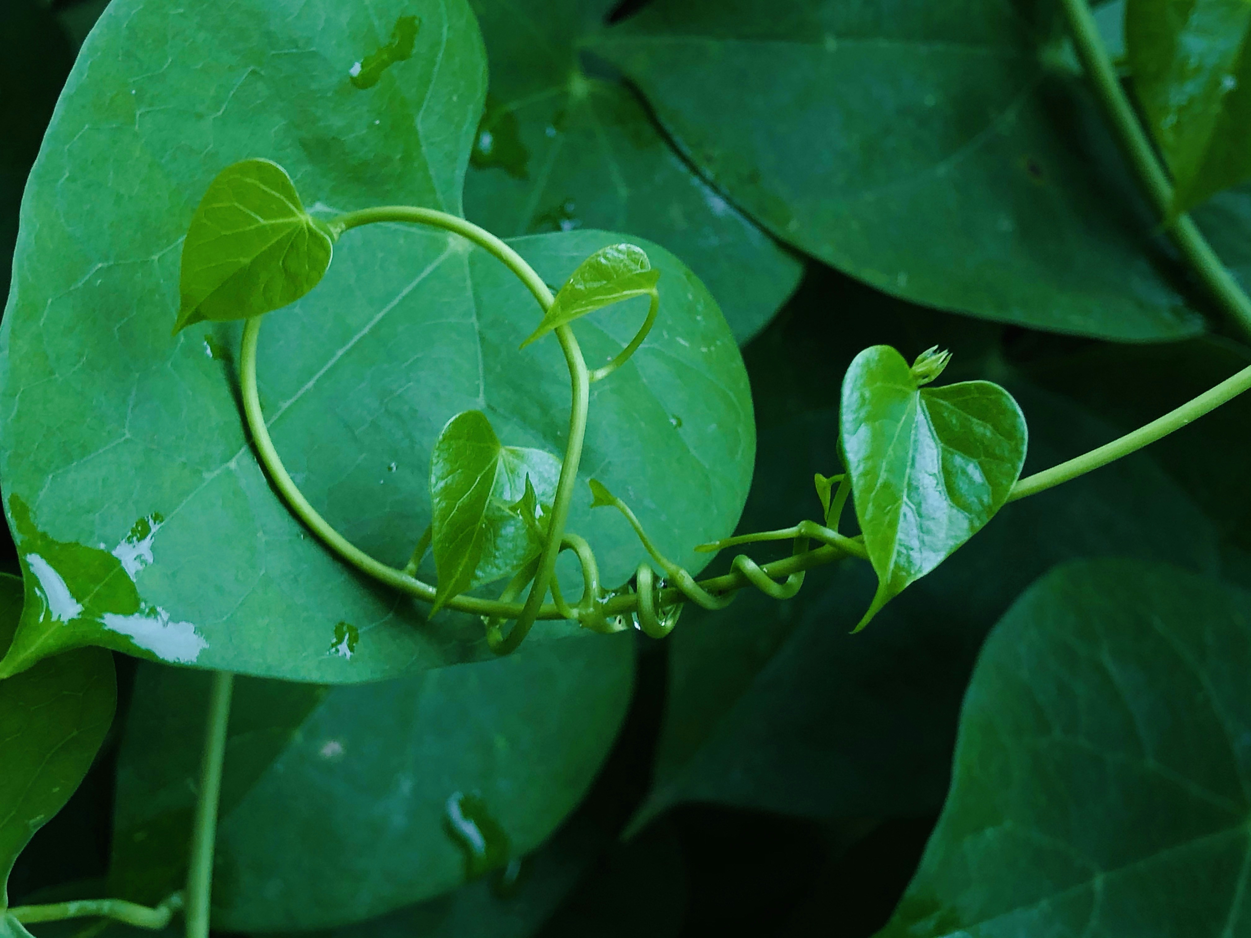 Green climbing vine curling around leaves in a lush backdrop, showcasing intricate natural patterns.