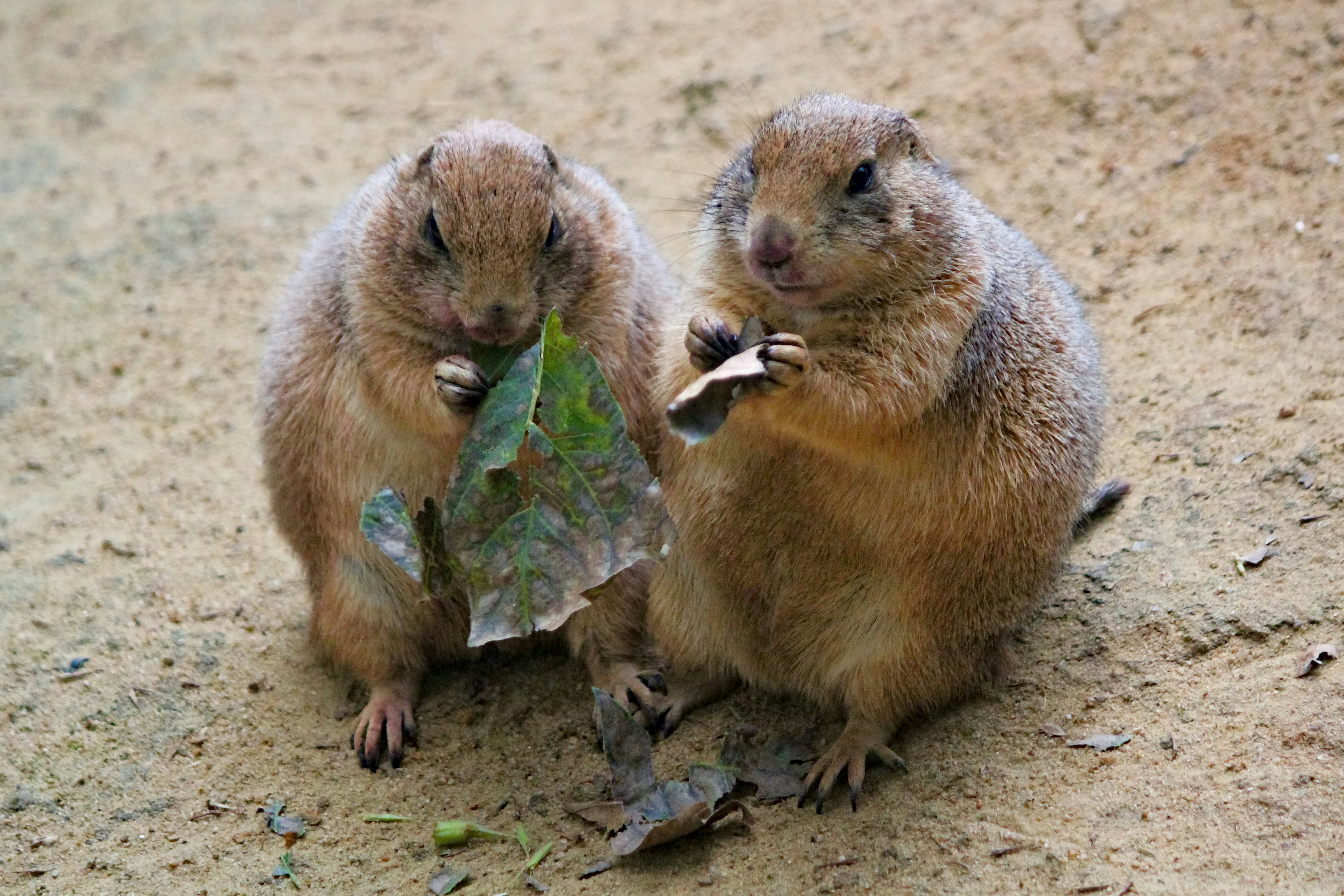 A couple of animals that are standing in the dirt photo – Free Food ...