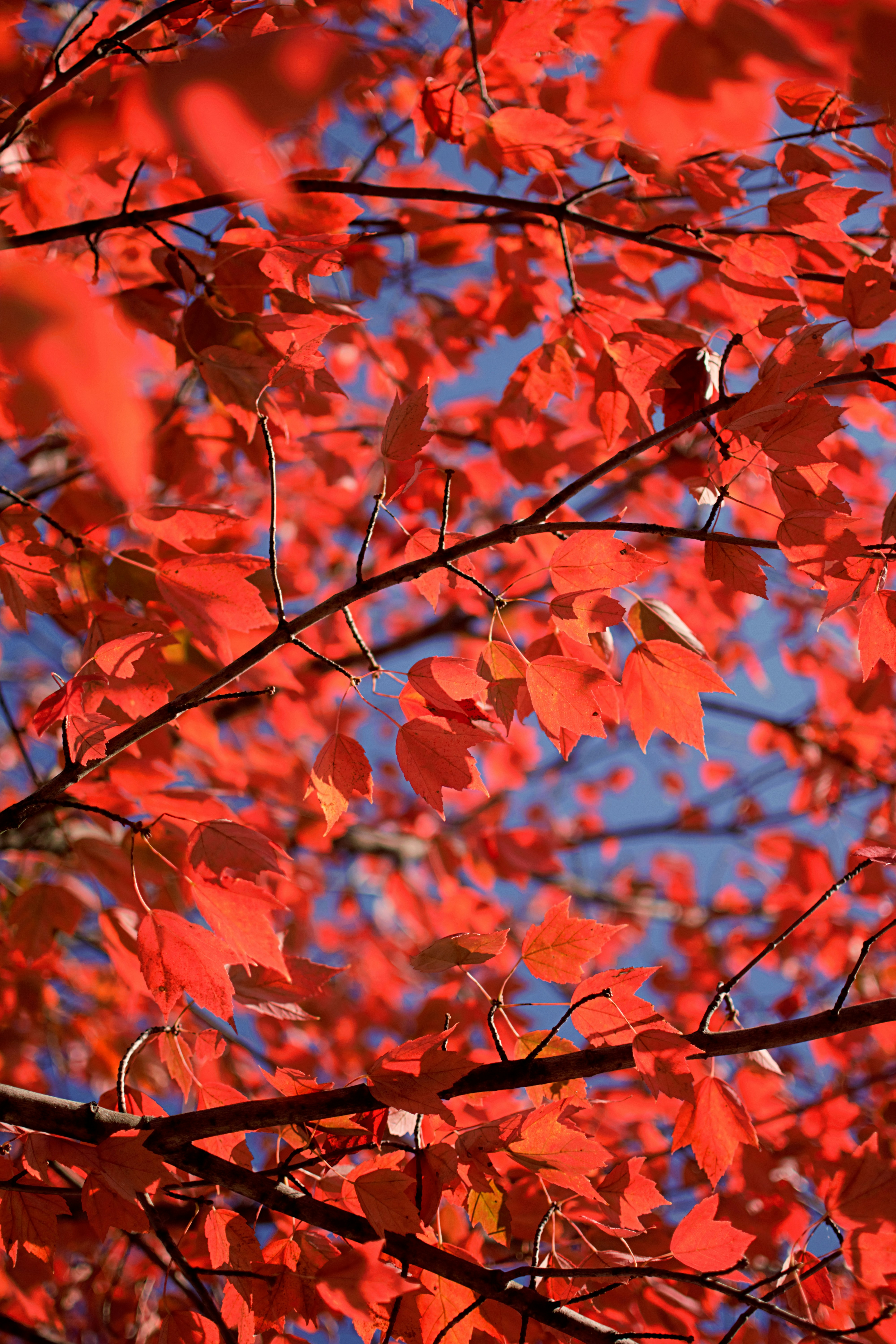 Red Autumn Trees Wallpaper
