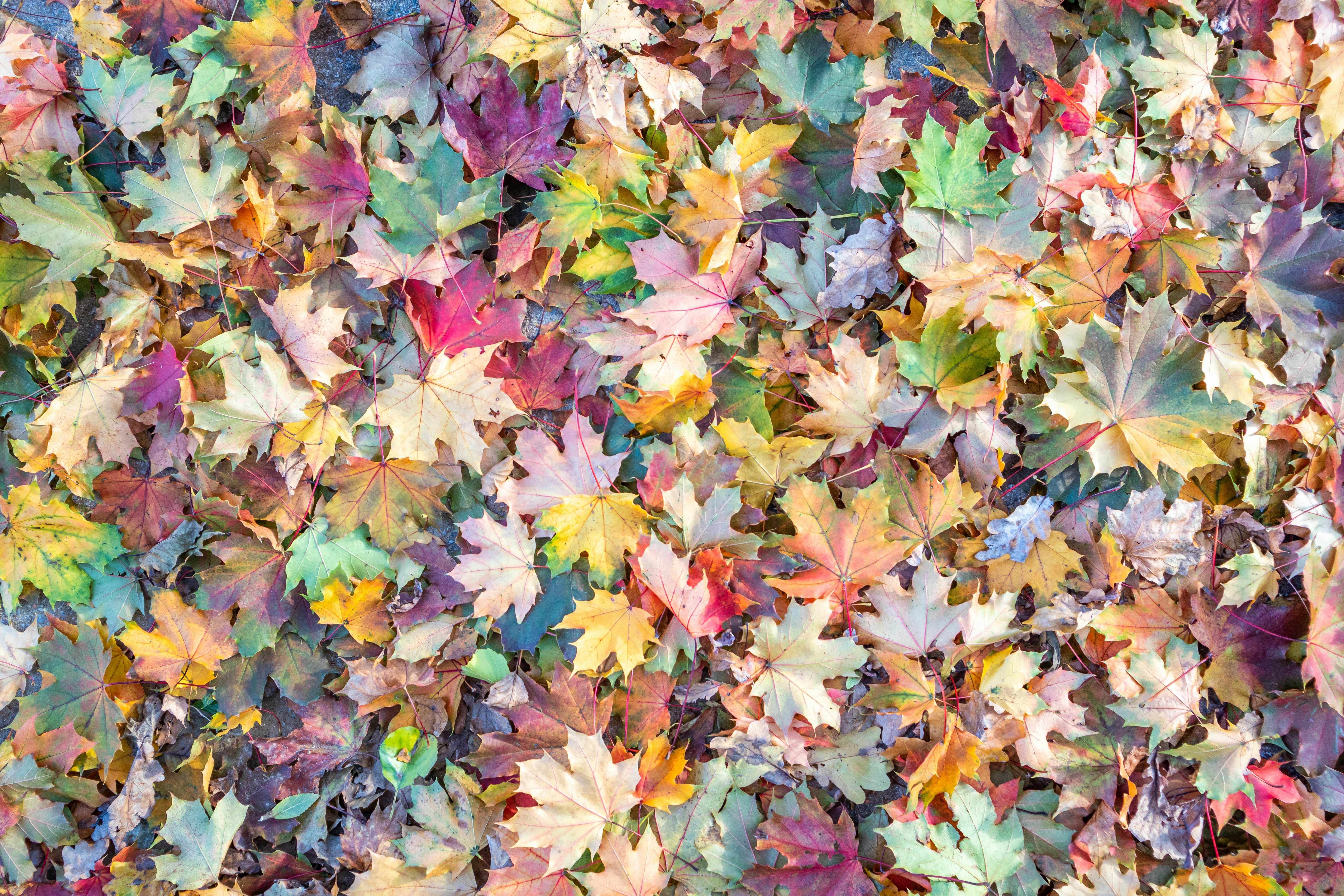 A lot of leaves that are on the ground photo – Free Foliage Image on ...