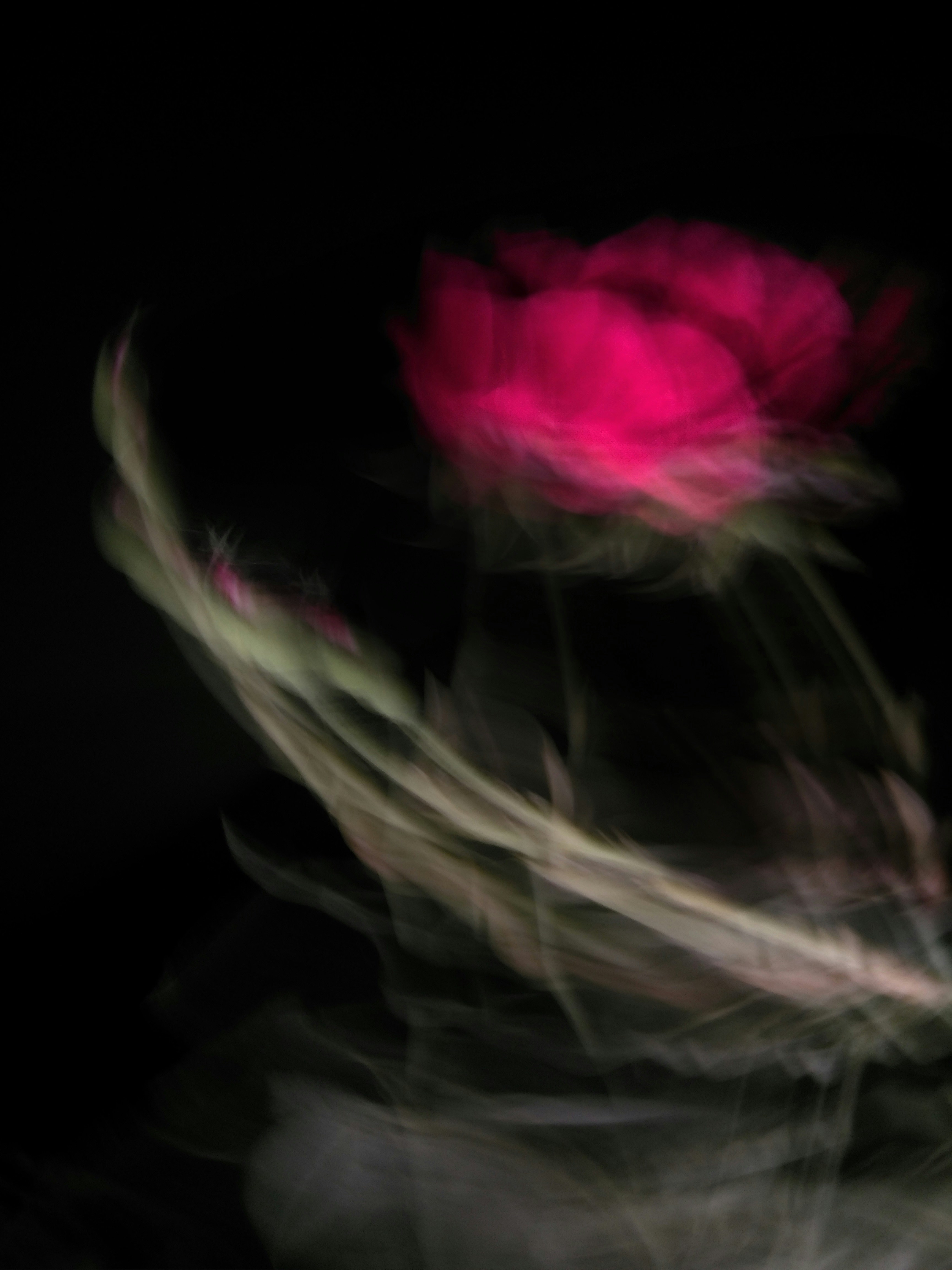 A vibrant pink rose sways gently against a dark backdrop, creating a sense of movement and fluidity.