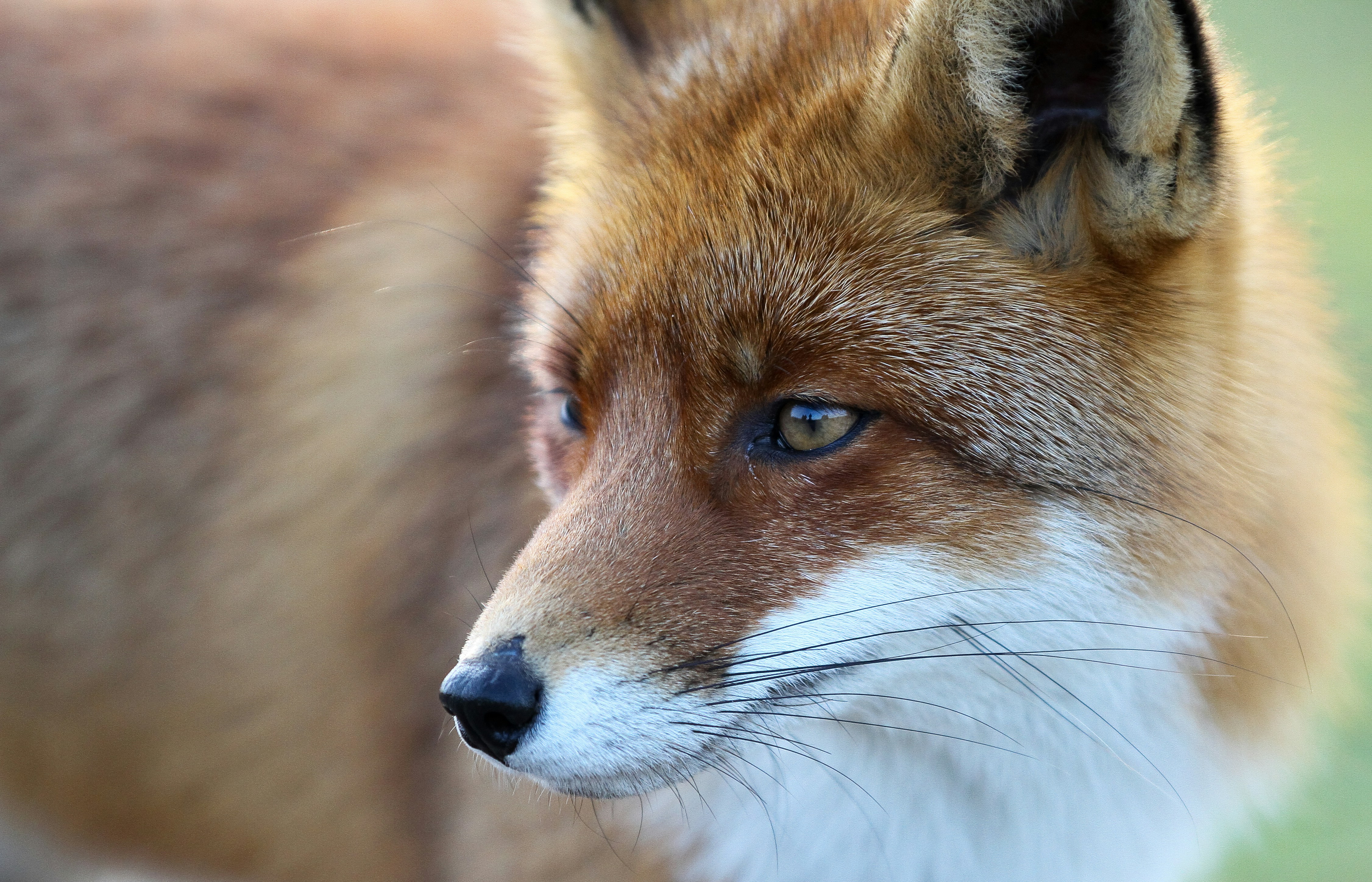 Close-up of a red fox with its fur illuminated in soft light.
