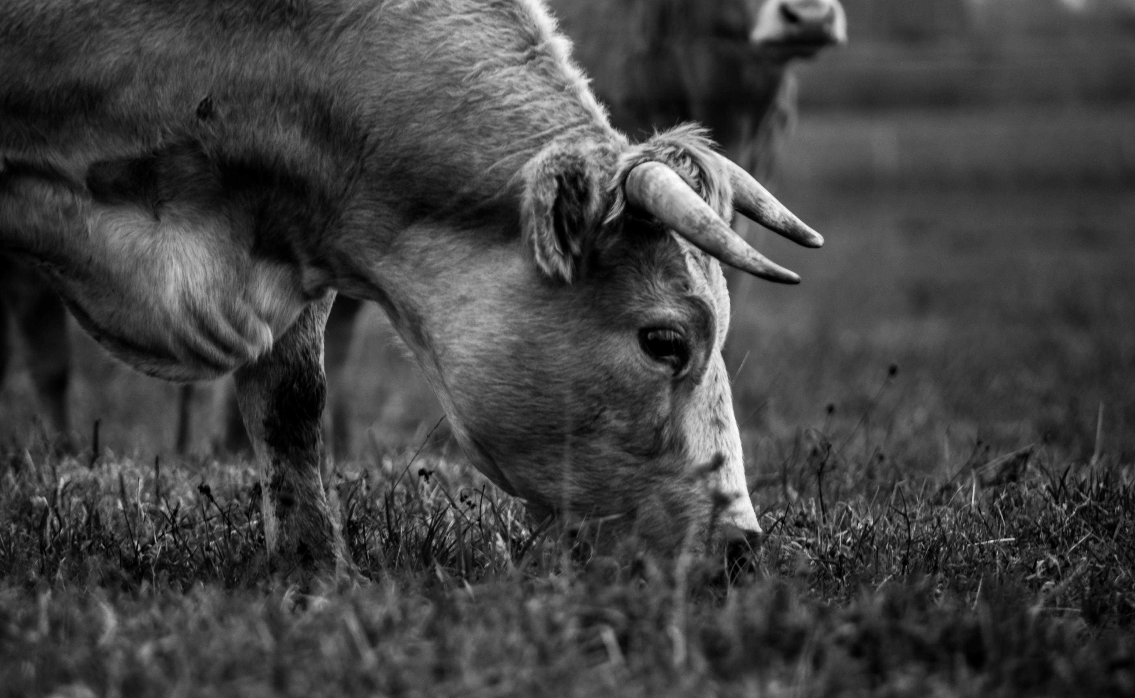 Grayscale photography of cow photo – Free Grey Image on Unsplash