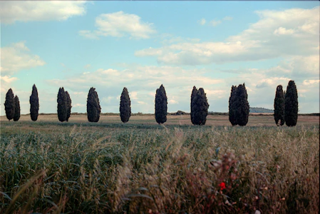 Cypress Sentinels Across a Quiet Field