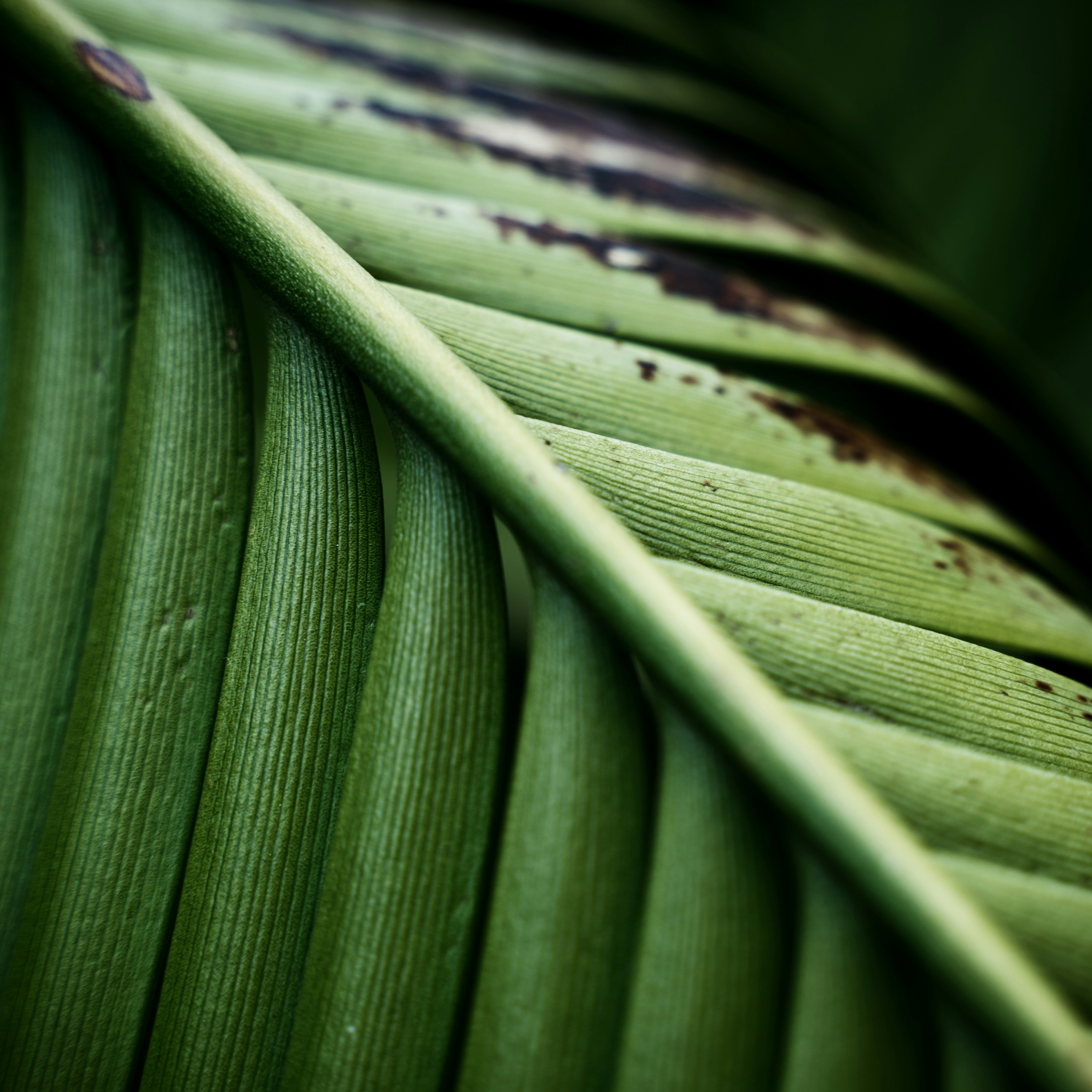 Close-up macro photograph of palm fronds, highlighting parallel veins and leaf texture with subtle brown markings.