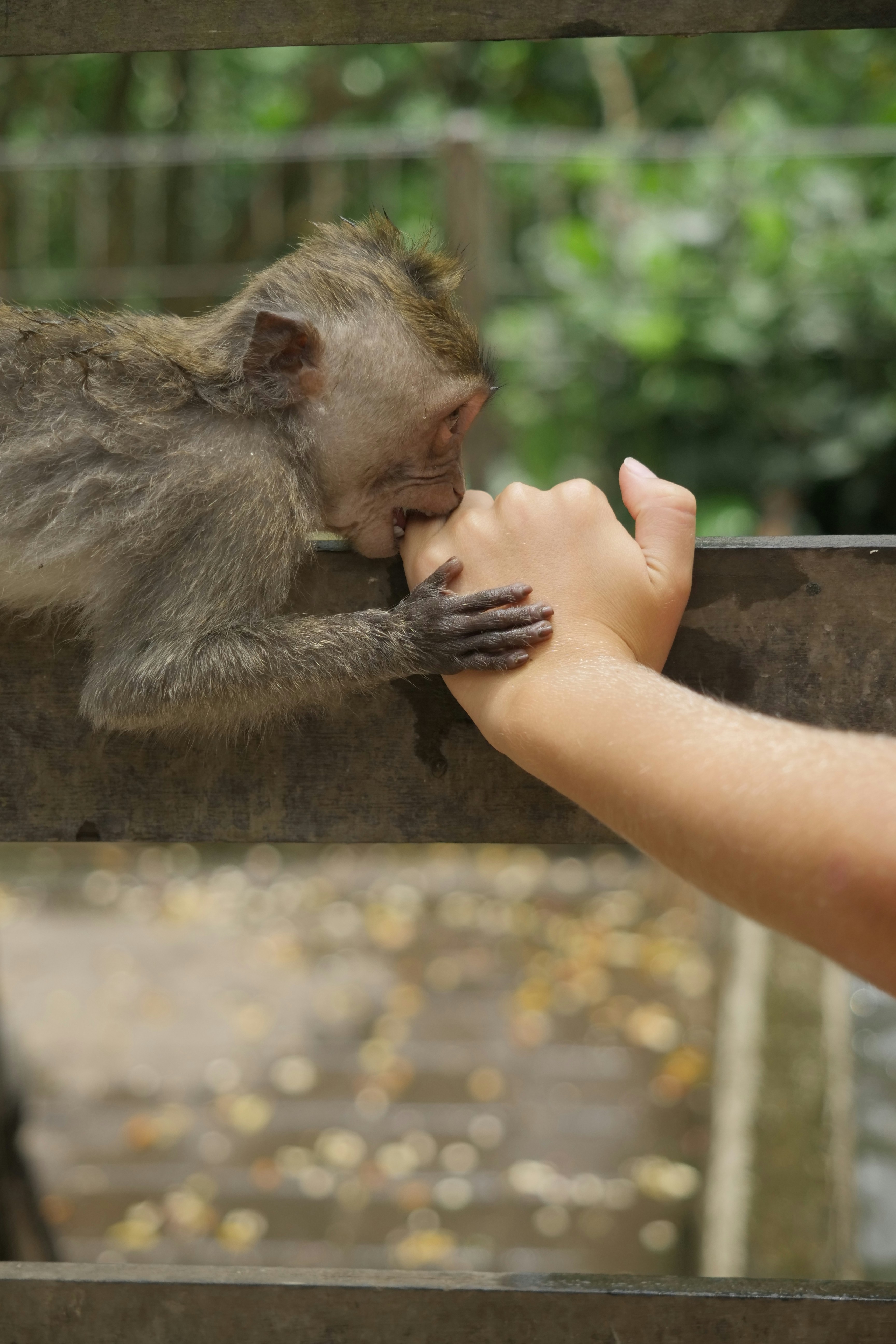 Monkey biting the hand of person photo – Free Human Image on Unsplash