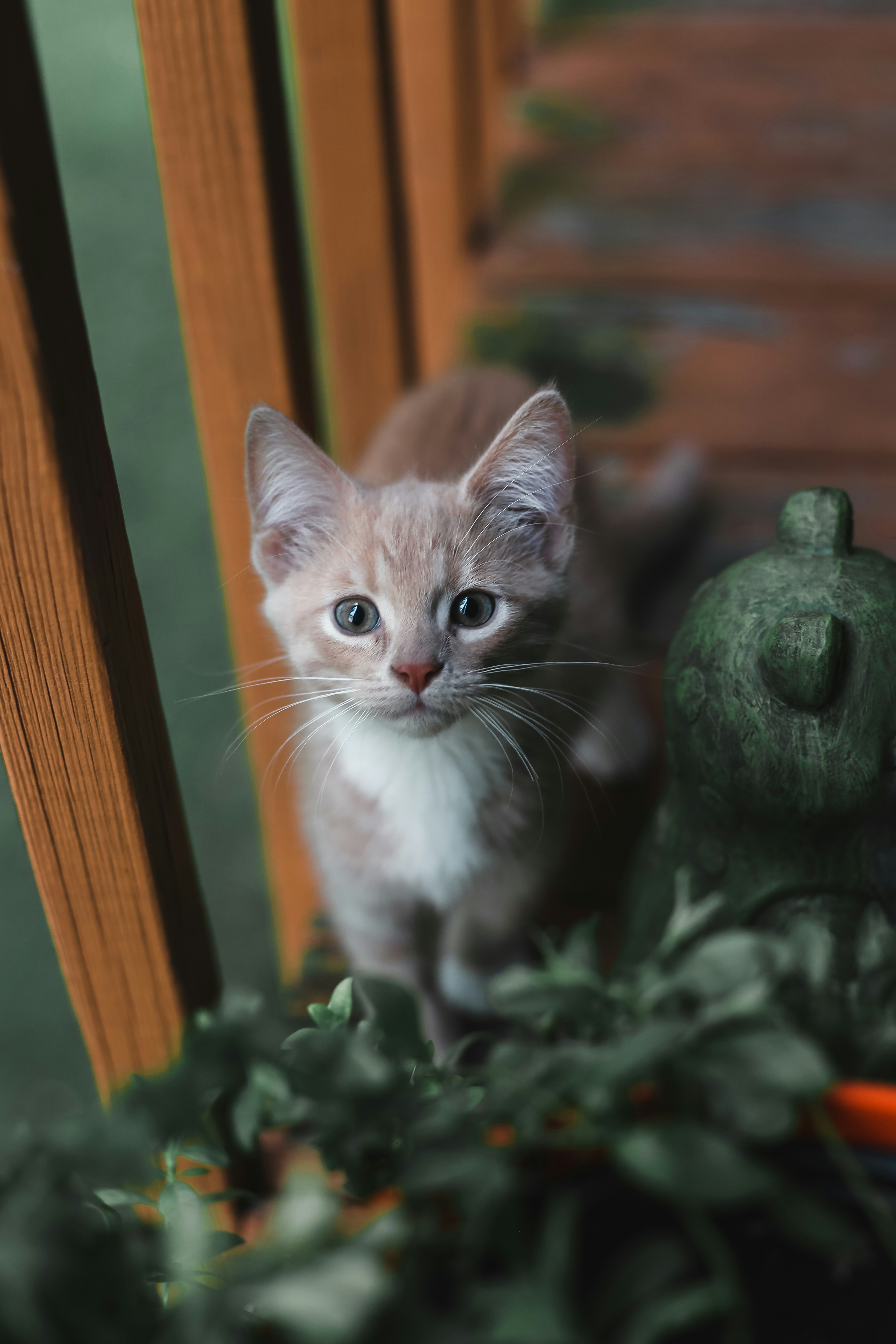 short-fur white cat
