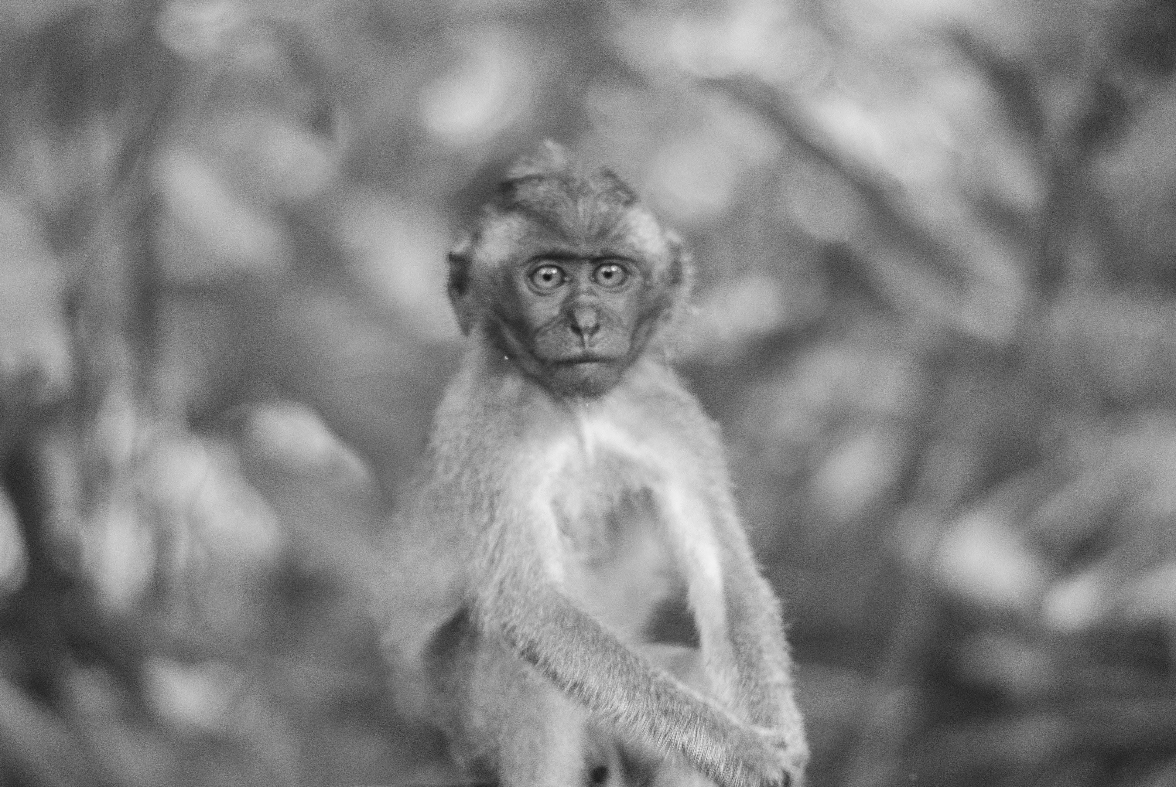 Monkey grayscale photo photo – Free Grey Image on Unsplash