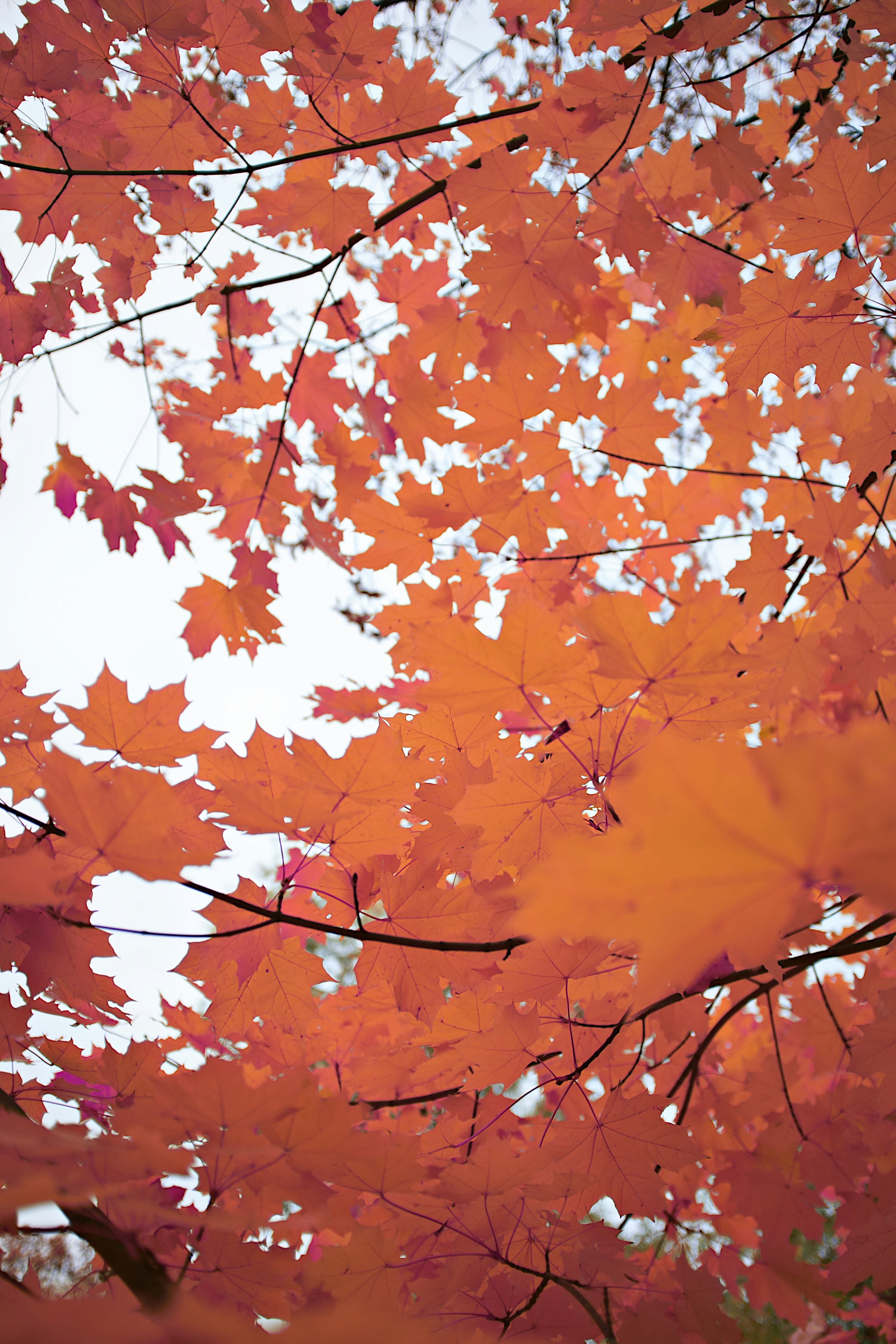 Vibrant orange and red maple leaves against a bright sky.