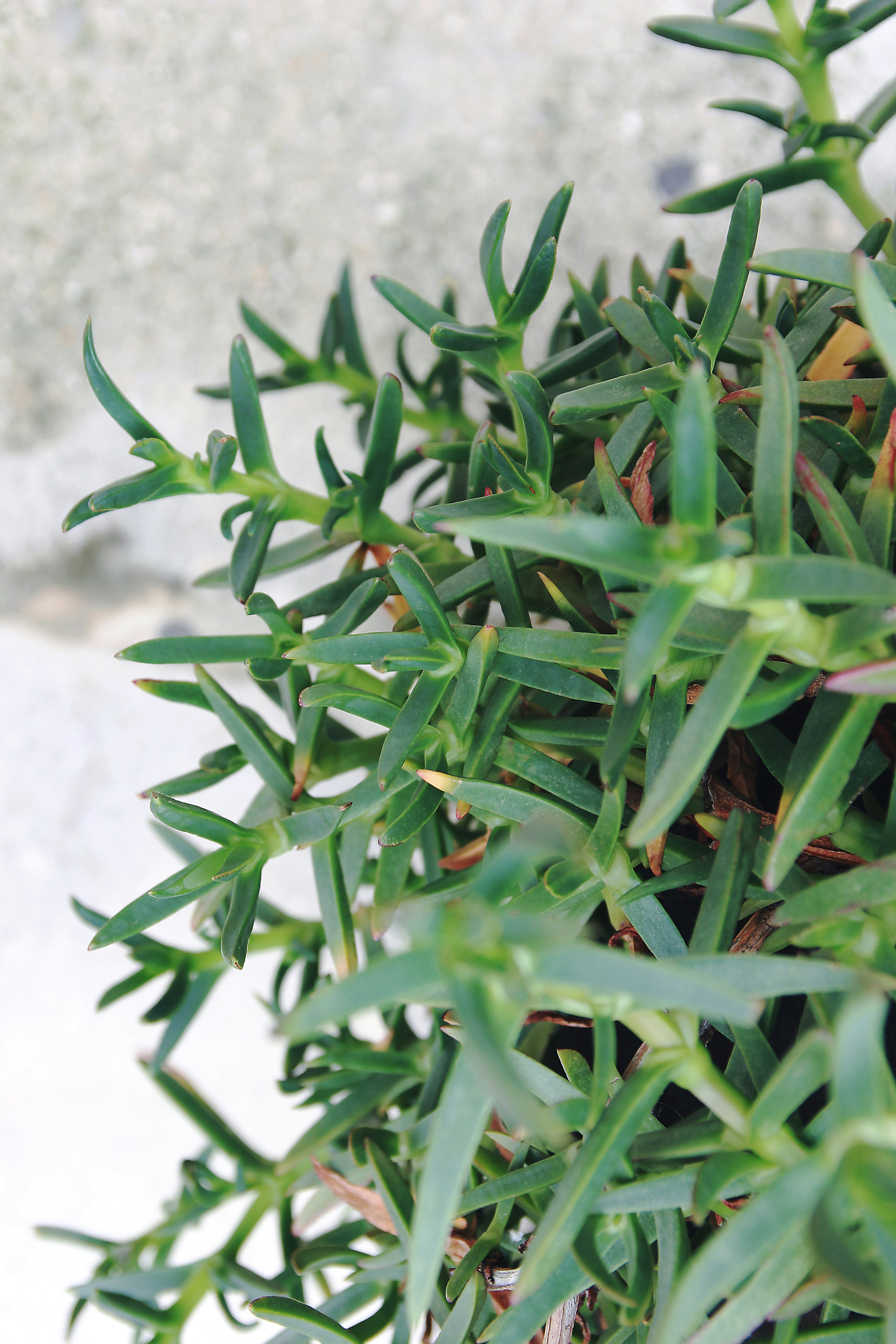 Close-up of a Succulent Bush: Green Needle-like Foliage in Natural Light