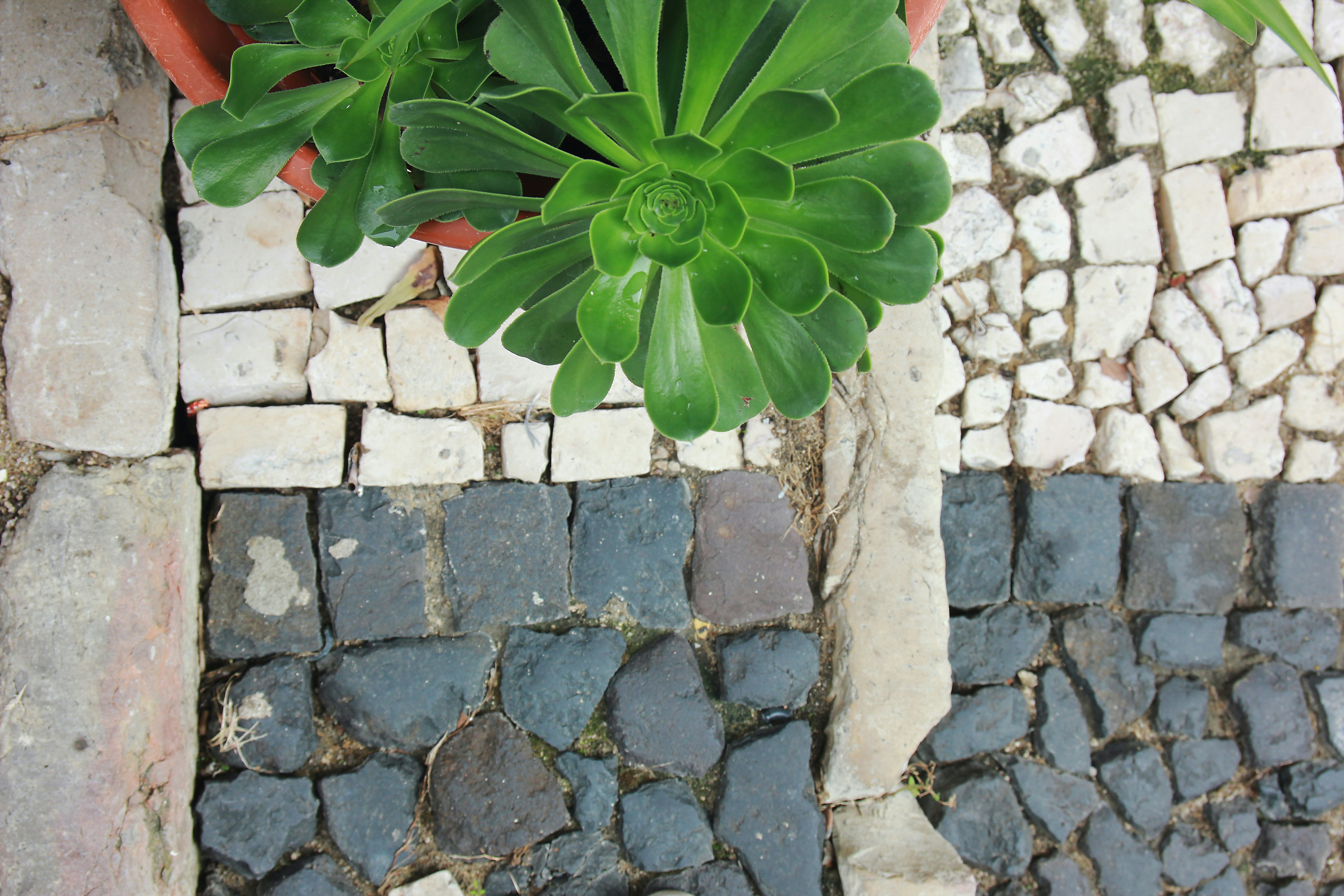 Succulent Rosette Framed by a Cobblestone Canvas