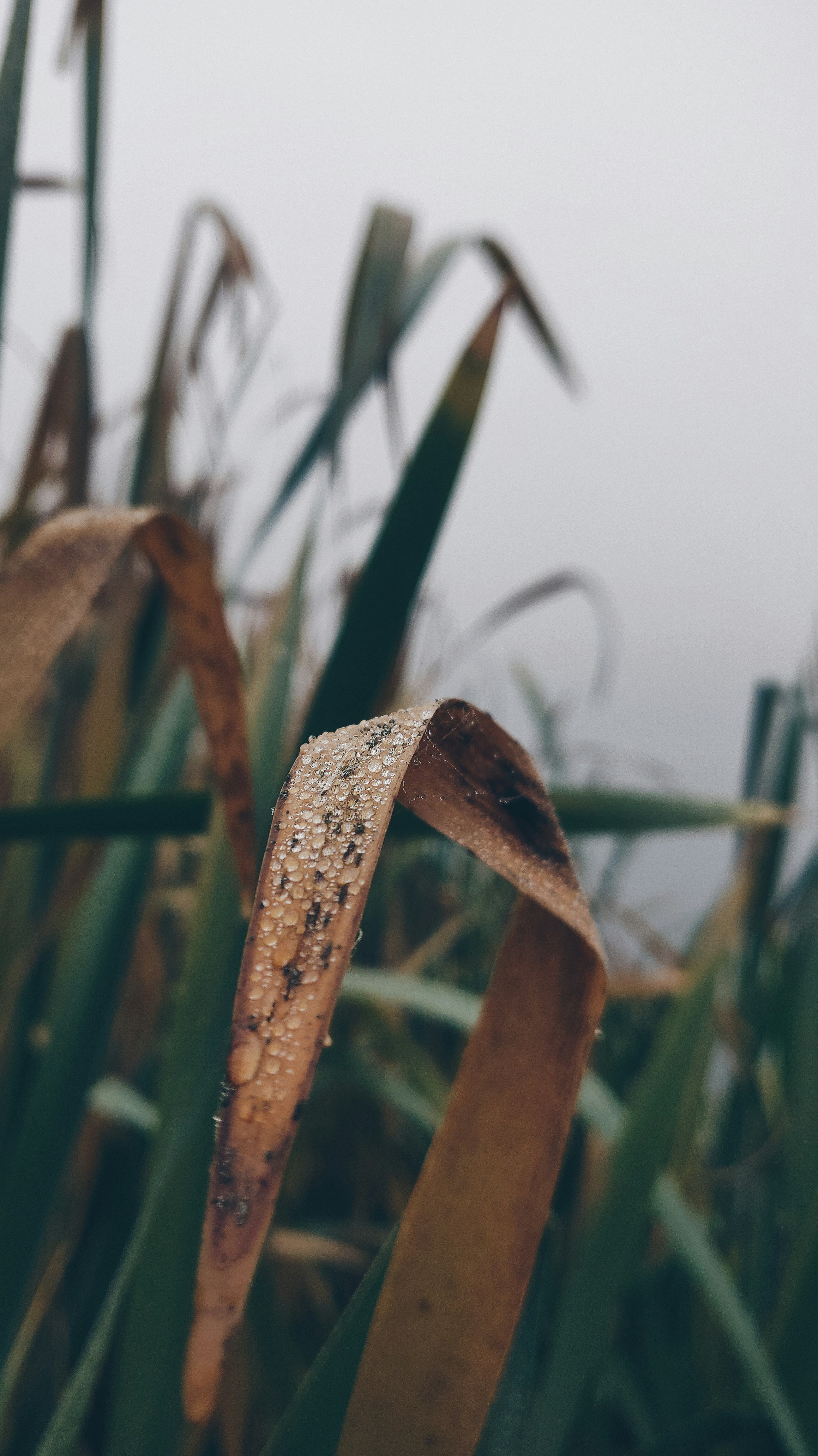 Close-up view of a dew-covered leaf amidst tall grass, shrouded in a soft fog. The delicate droplets glisten against the muted background.