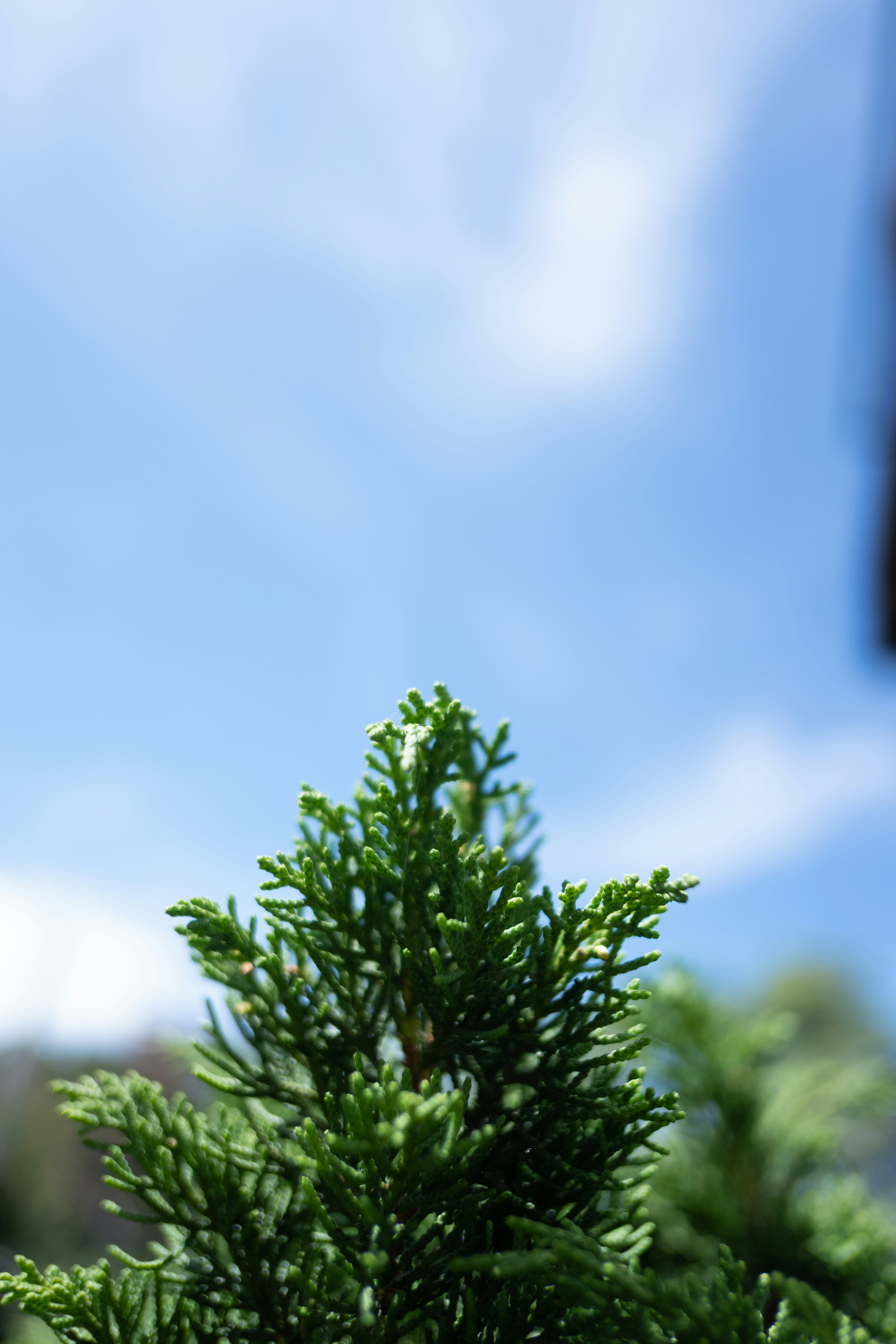 Emerald Sprout Reaching Toward a Bright Sky