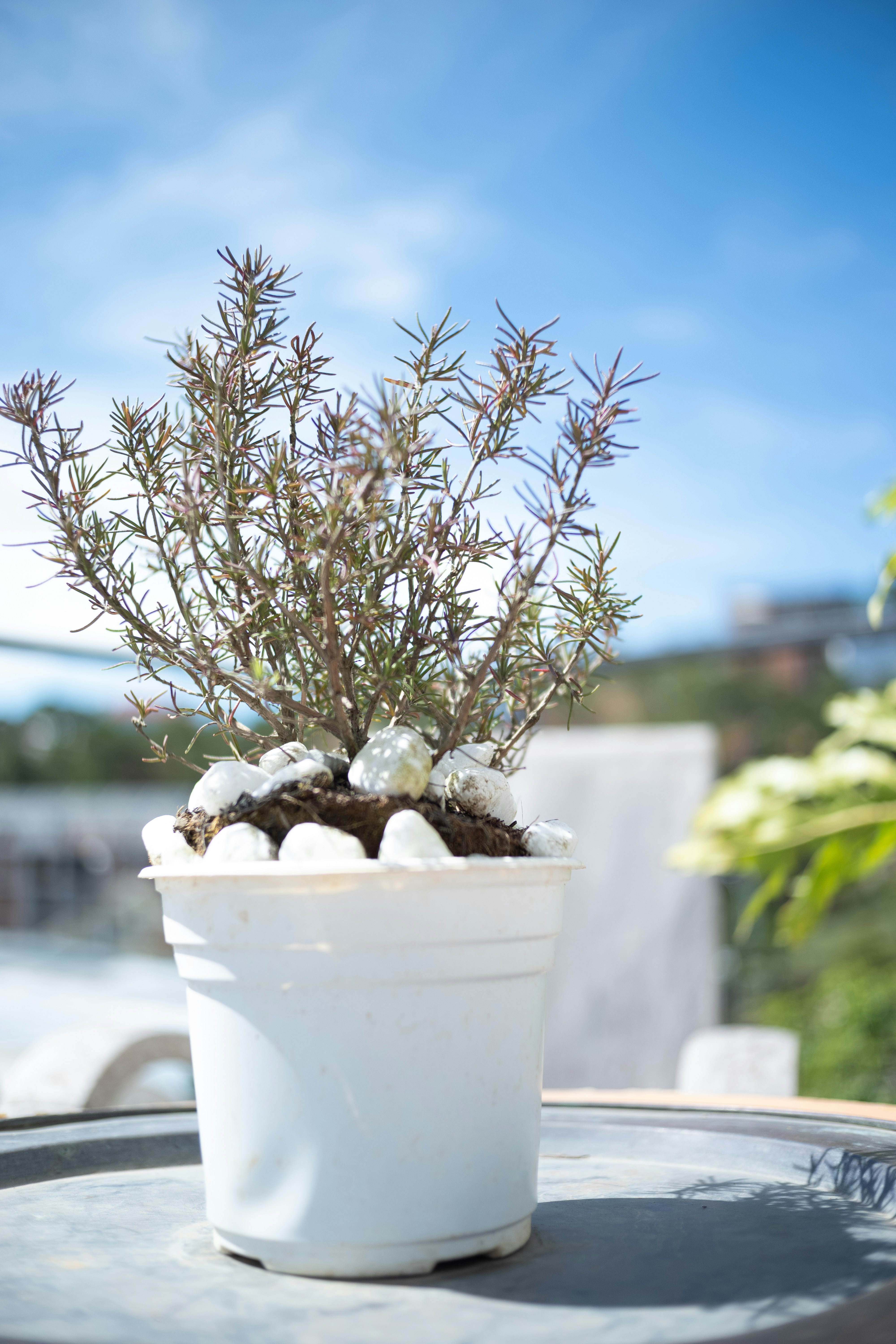 Miniature Alpine Rooftop Garden Reaching Toward a Clear Day