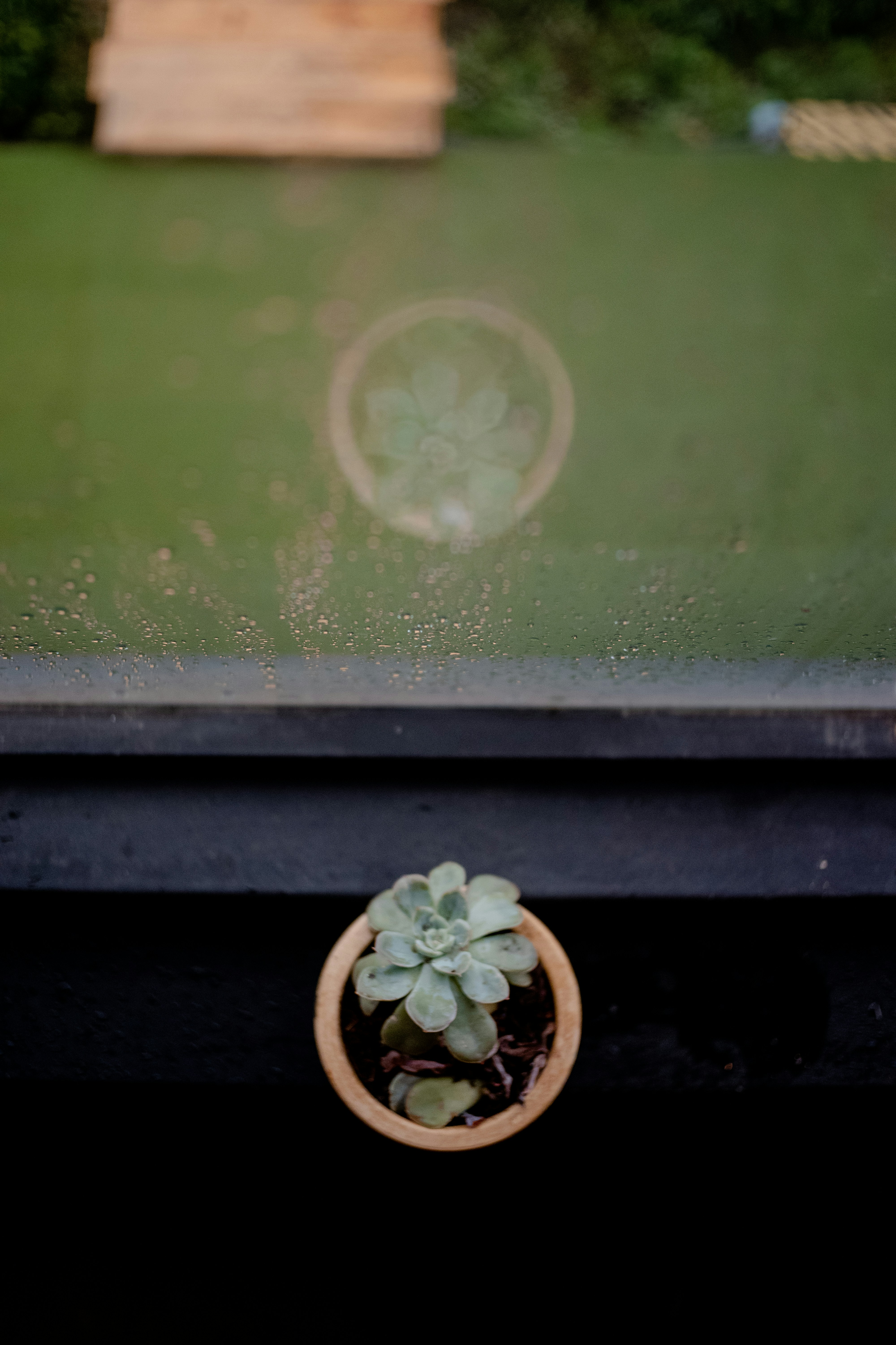 Rosette on a Windowsill: a solitary succulent framed by blurred glass