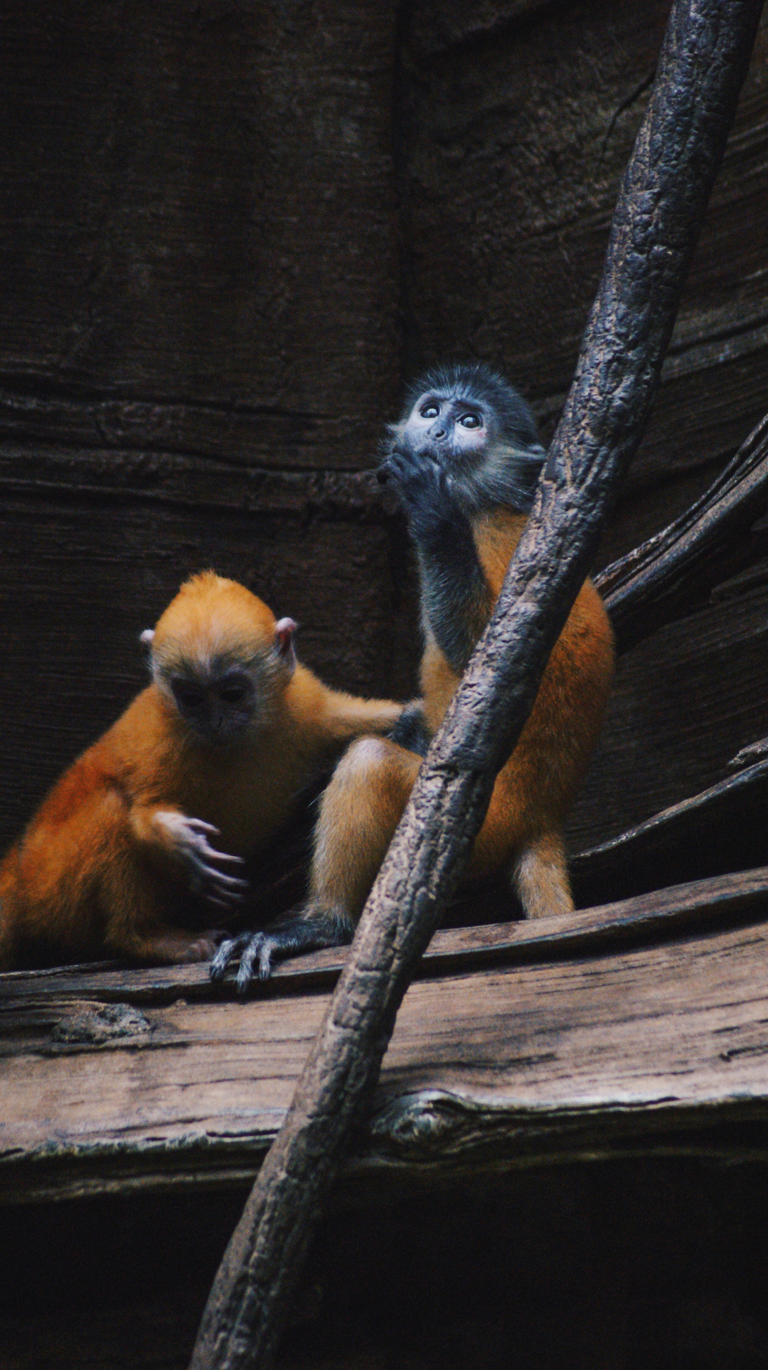 Two monkeys perched on a wooden log, one deep in thought while the other appears to be grooming. The warm tones of their fur contrast with the dark, textured background.