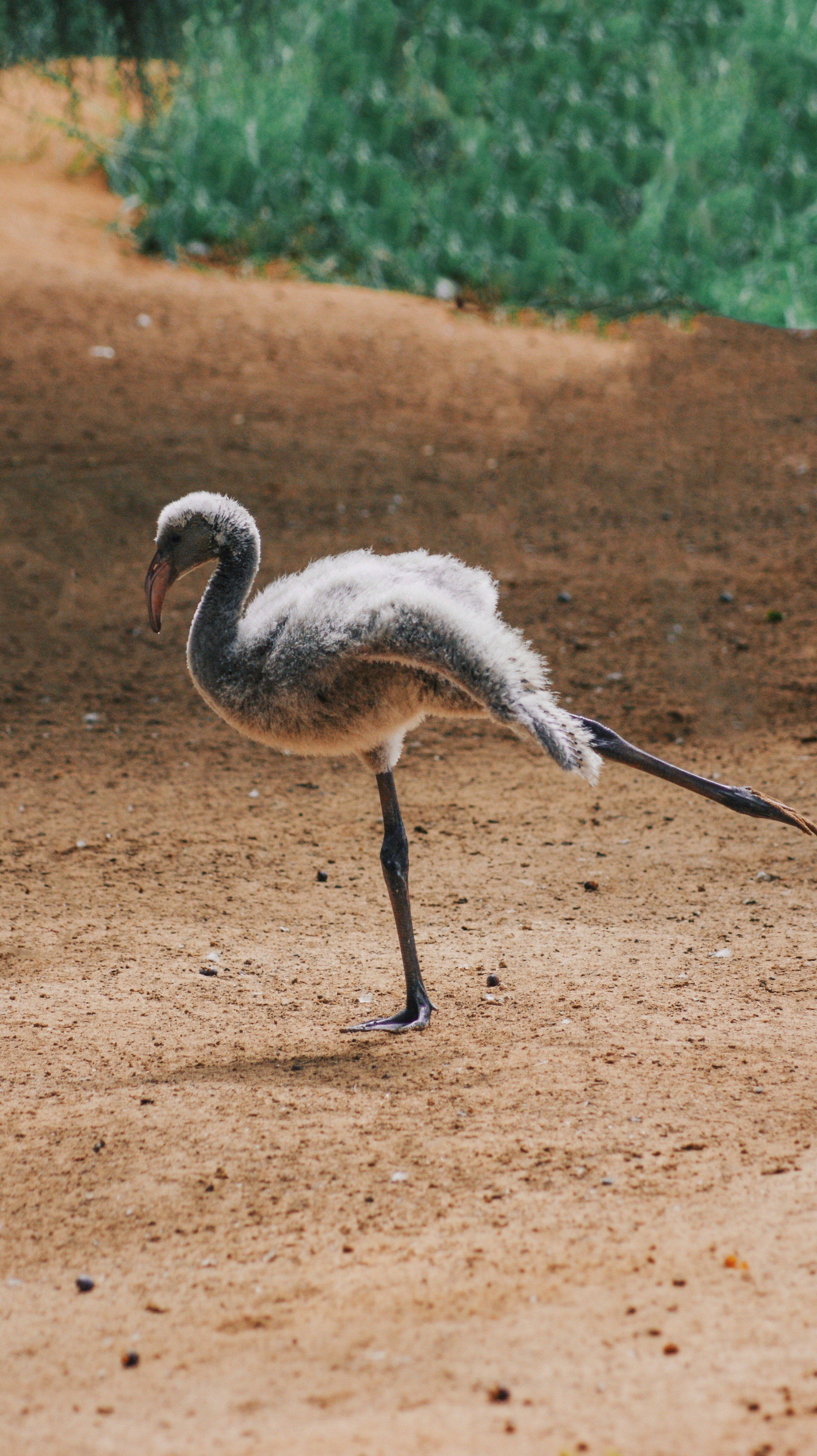A juvenile flamingo stands on one leg on sunlit sand, with green foliage in the background.