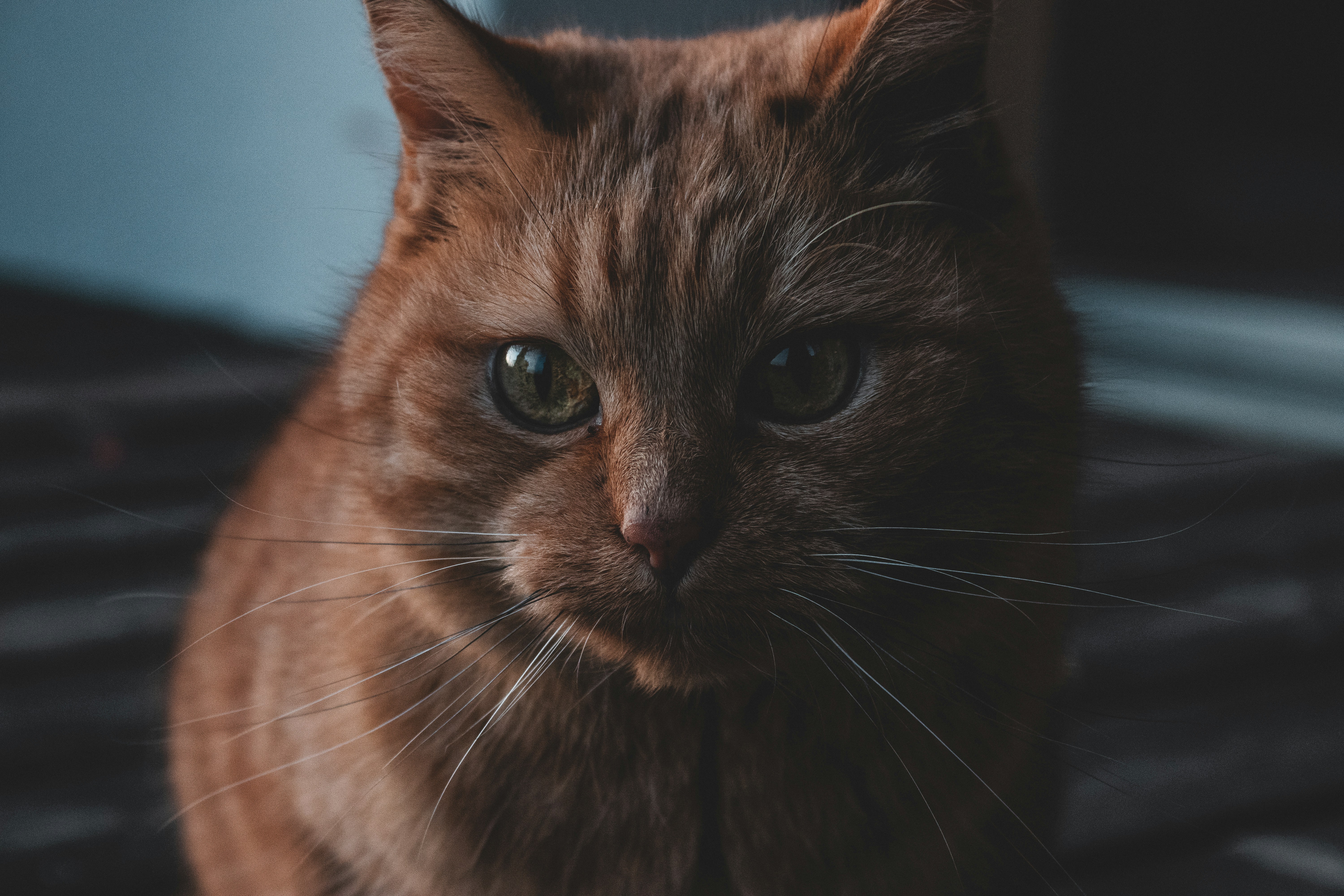 Red Cat Pictures | Download Free Images on Unsplash