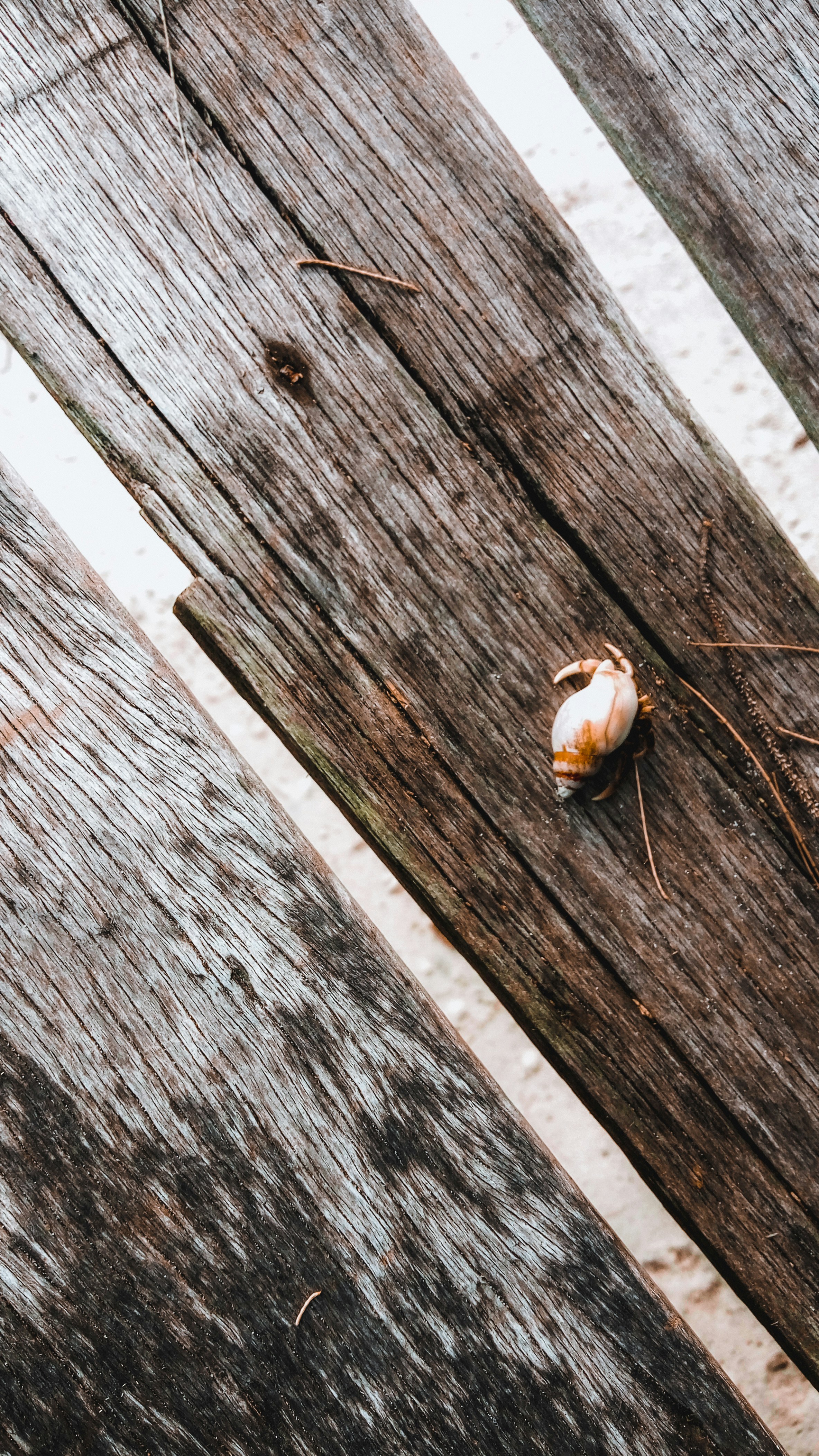 Weathered Slats and a Tiny Traveler