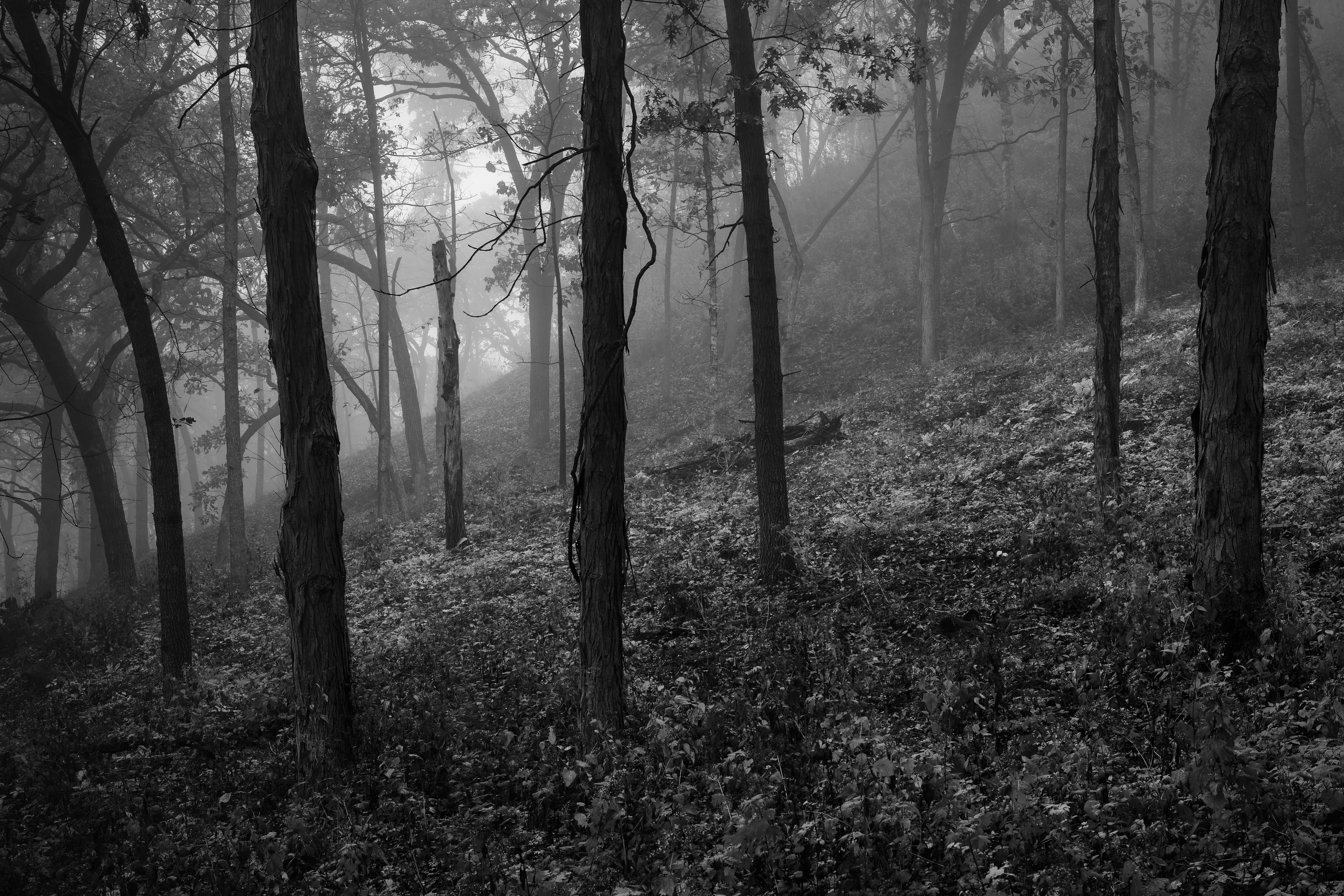 Misty forest scene featuring tall trees shrouded in fog, creating an ethereal atmosphere. The ground is covered with leaves and underbrush.