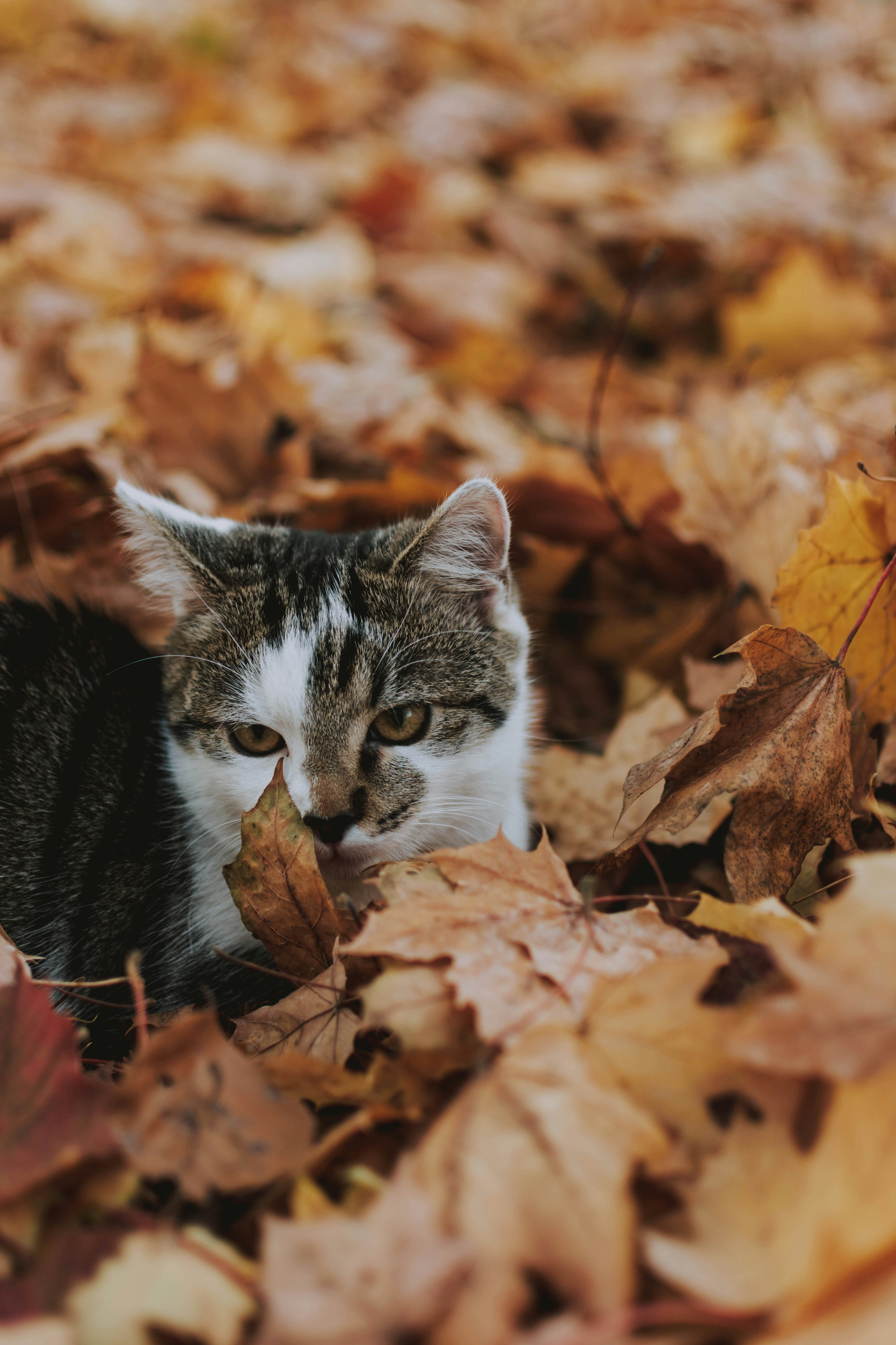 Hidden Pounce: Cat Waits Between Autumn Leaves