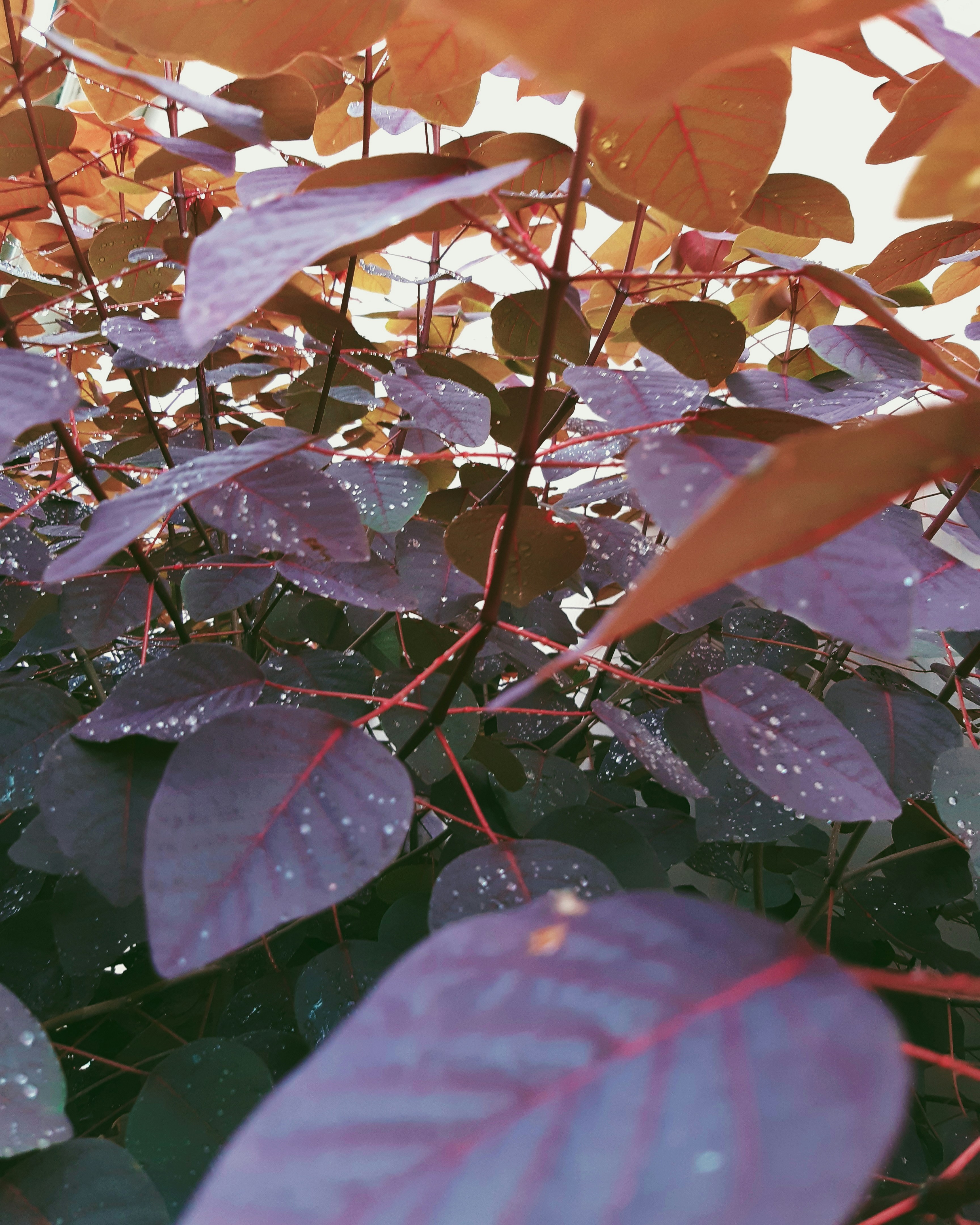 Autumnal Leaves with Raspberry-Tinted Hues in Sunlit Foliage