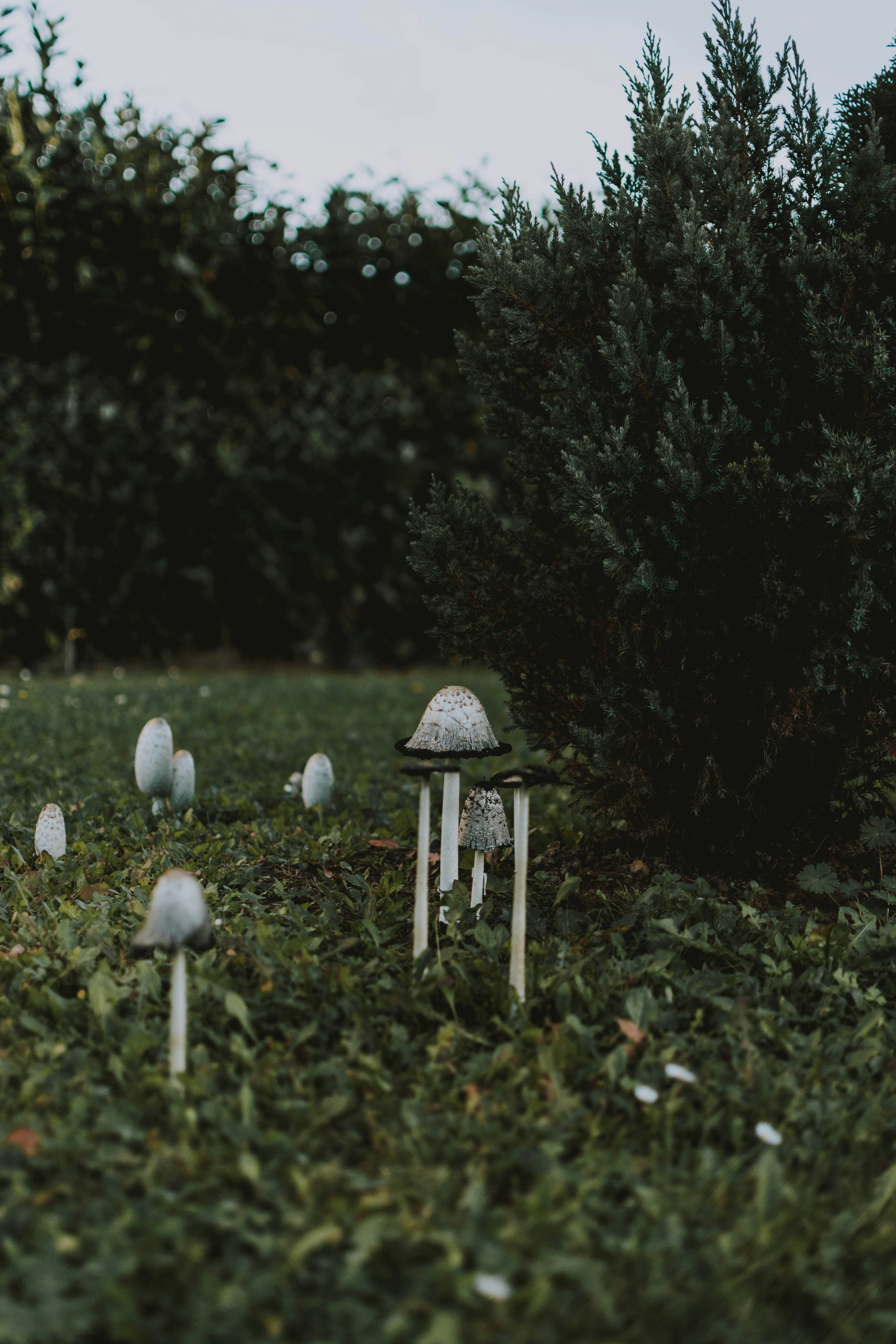 White-Capped Stalwarts in a Shadowed Garden