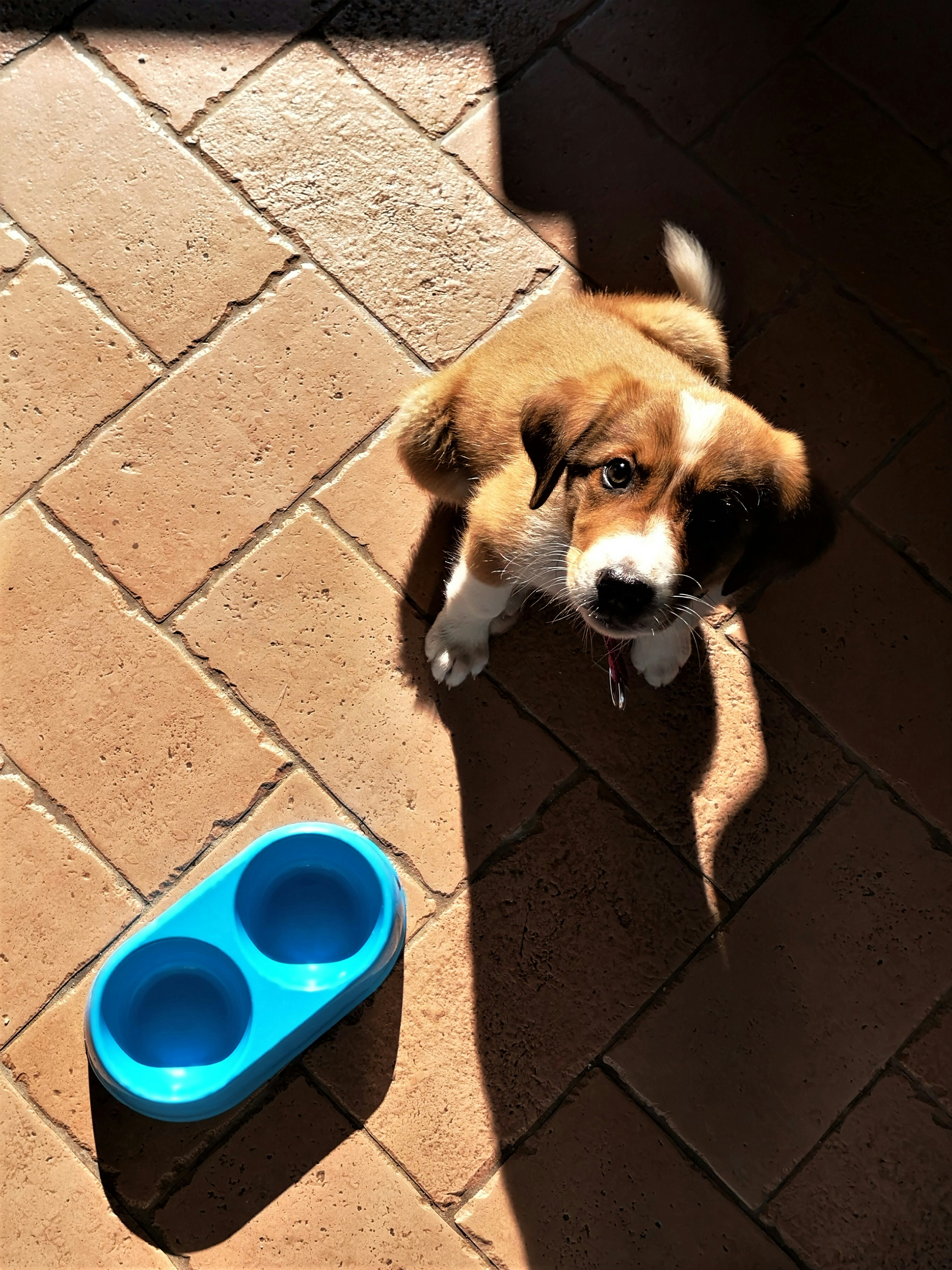 Curious Pup in the Warm Sunlight