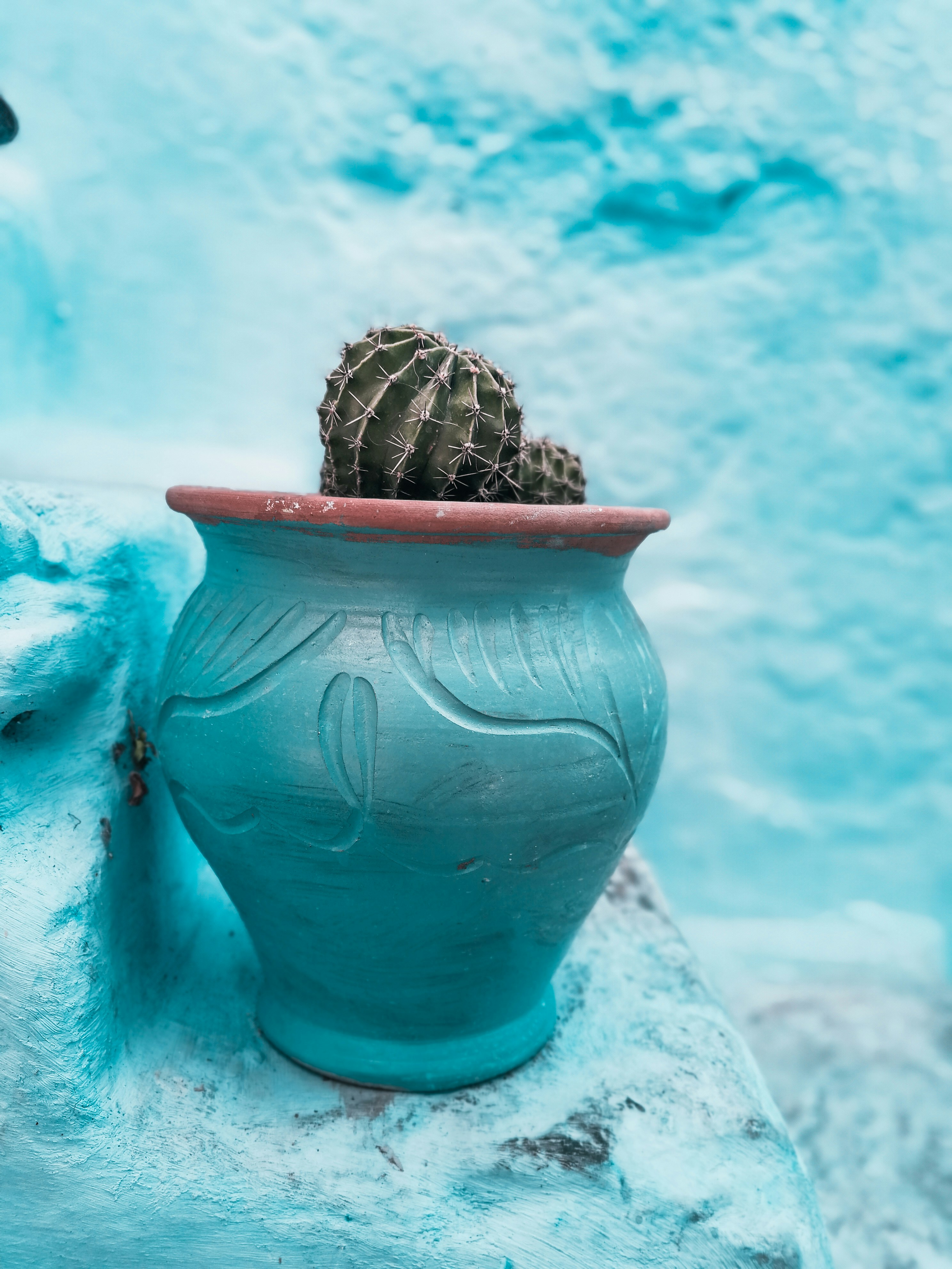 Photograph of a small cactus in a turquoise ceramic pot against a bright blue wall, highlighting color contrast and texture.