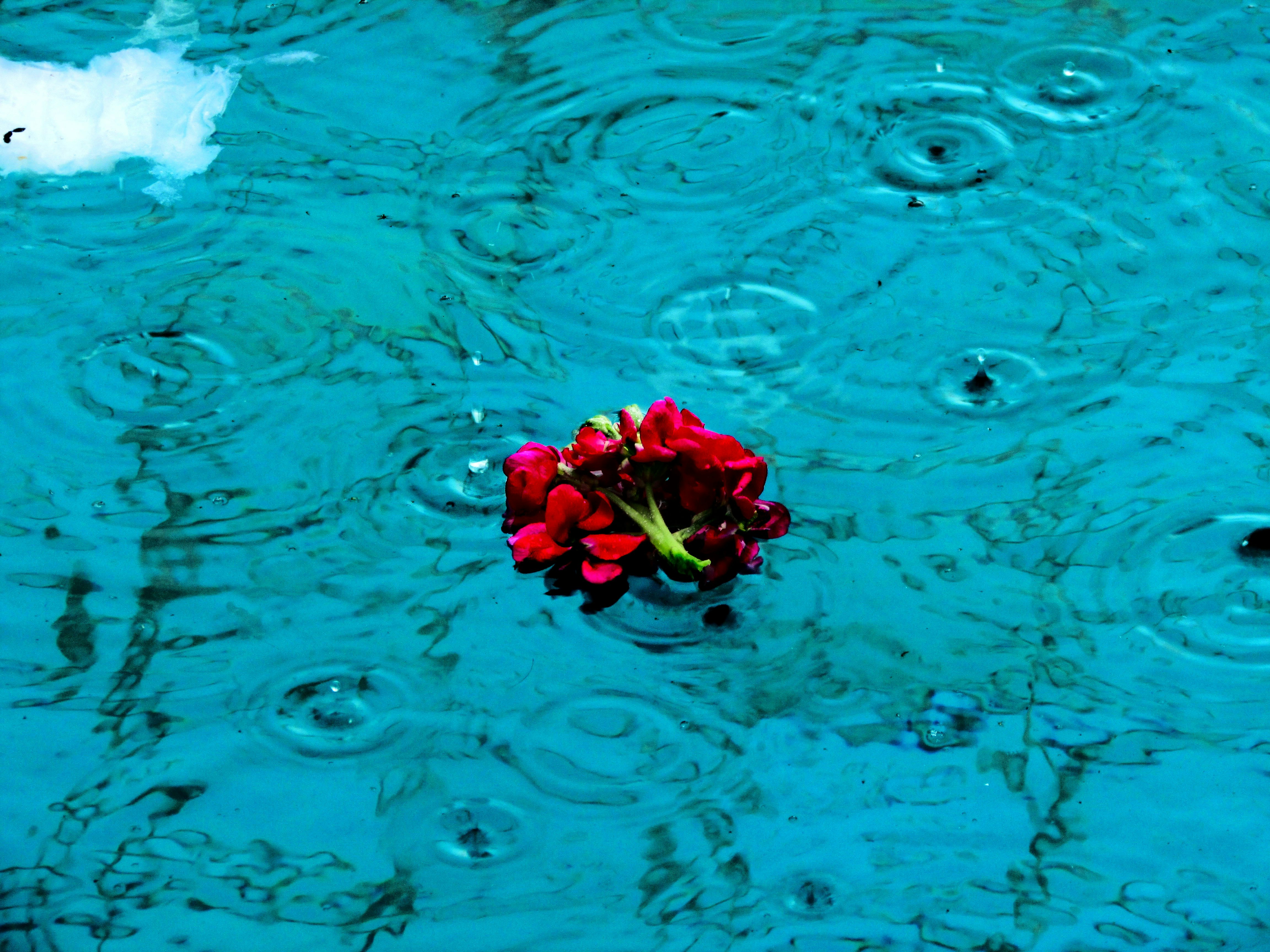 Red blossom adrift on turquoise ripples