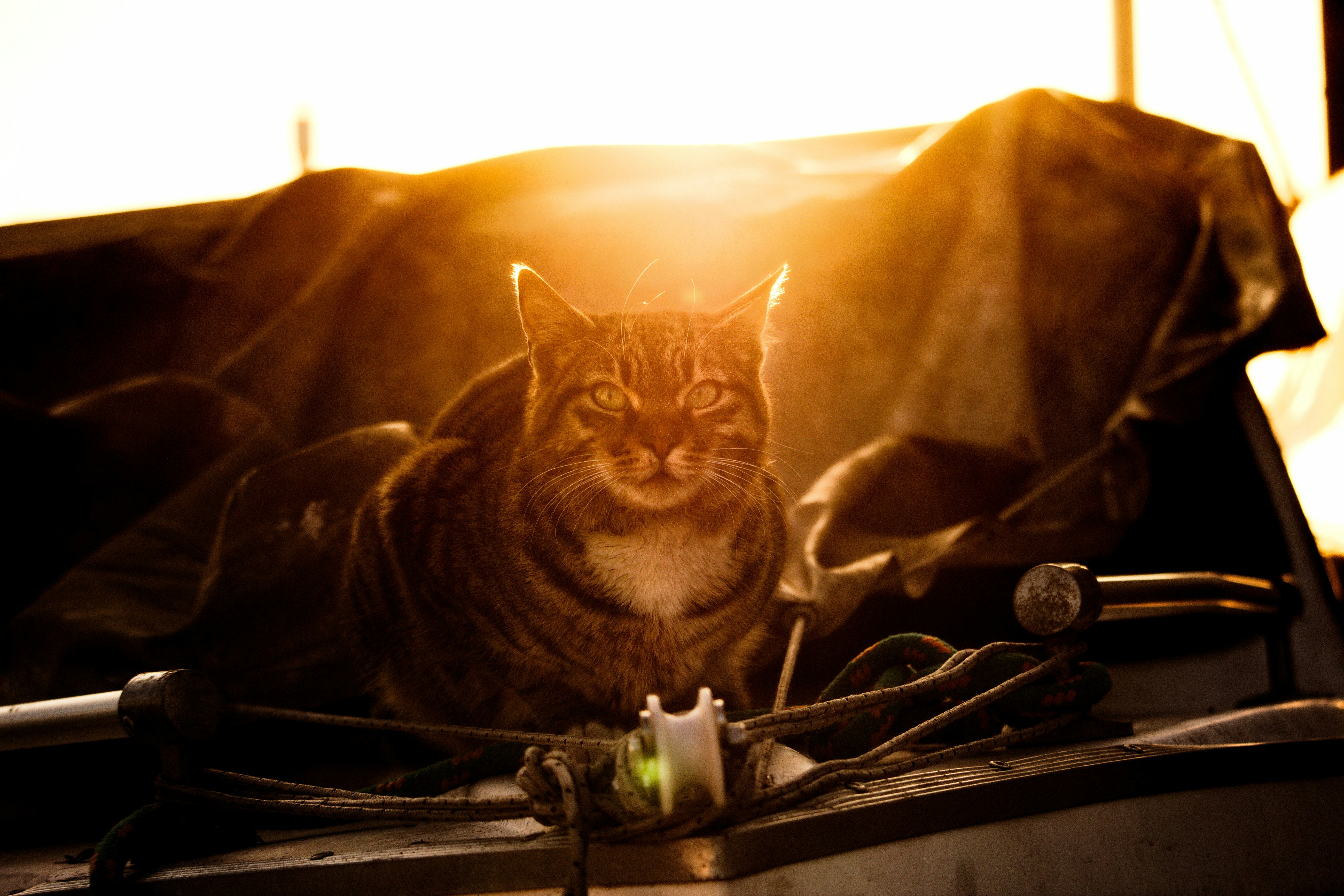 Sunset Sentinel: Tabby at the Helm