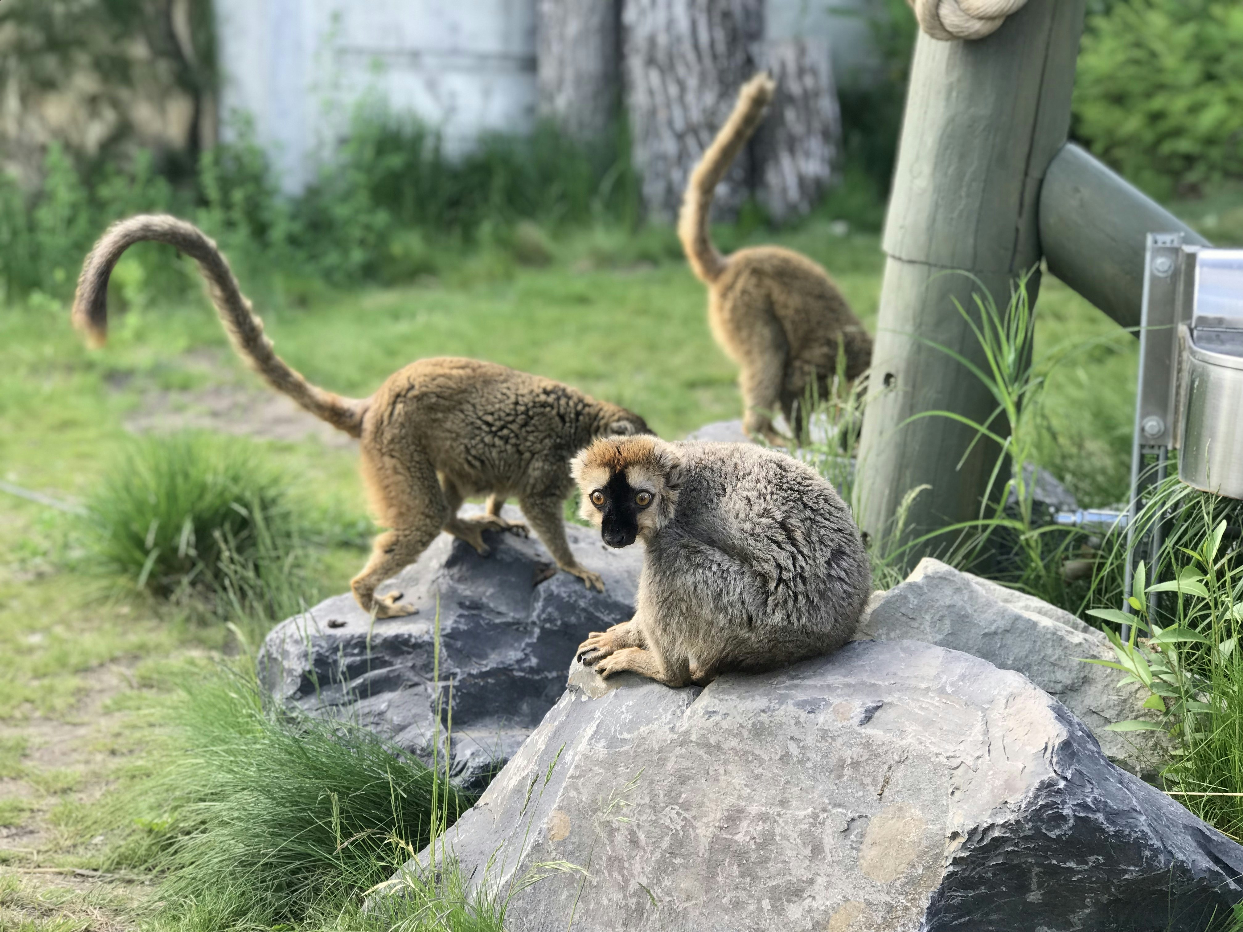 shallow focus photo of brown monkey