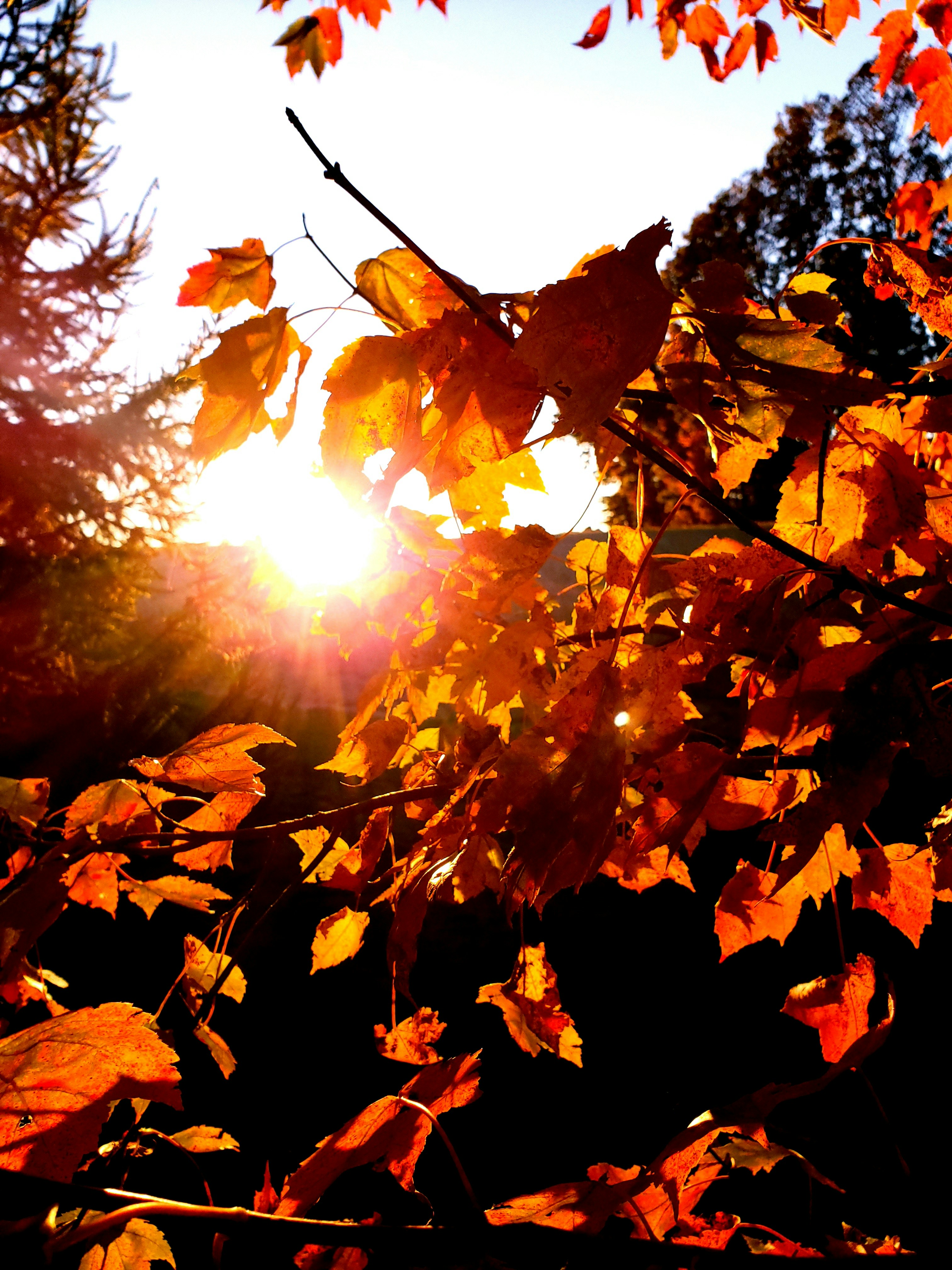 orange-leafed tree