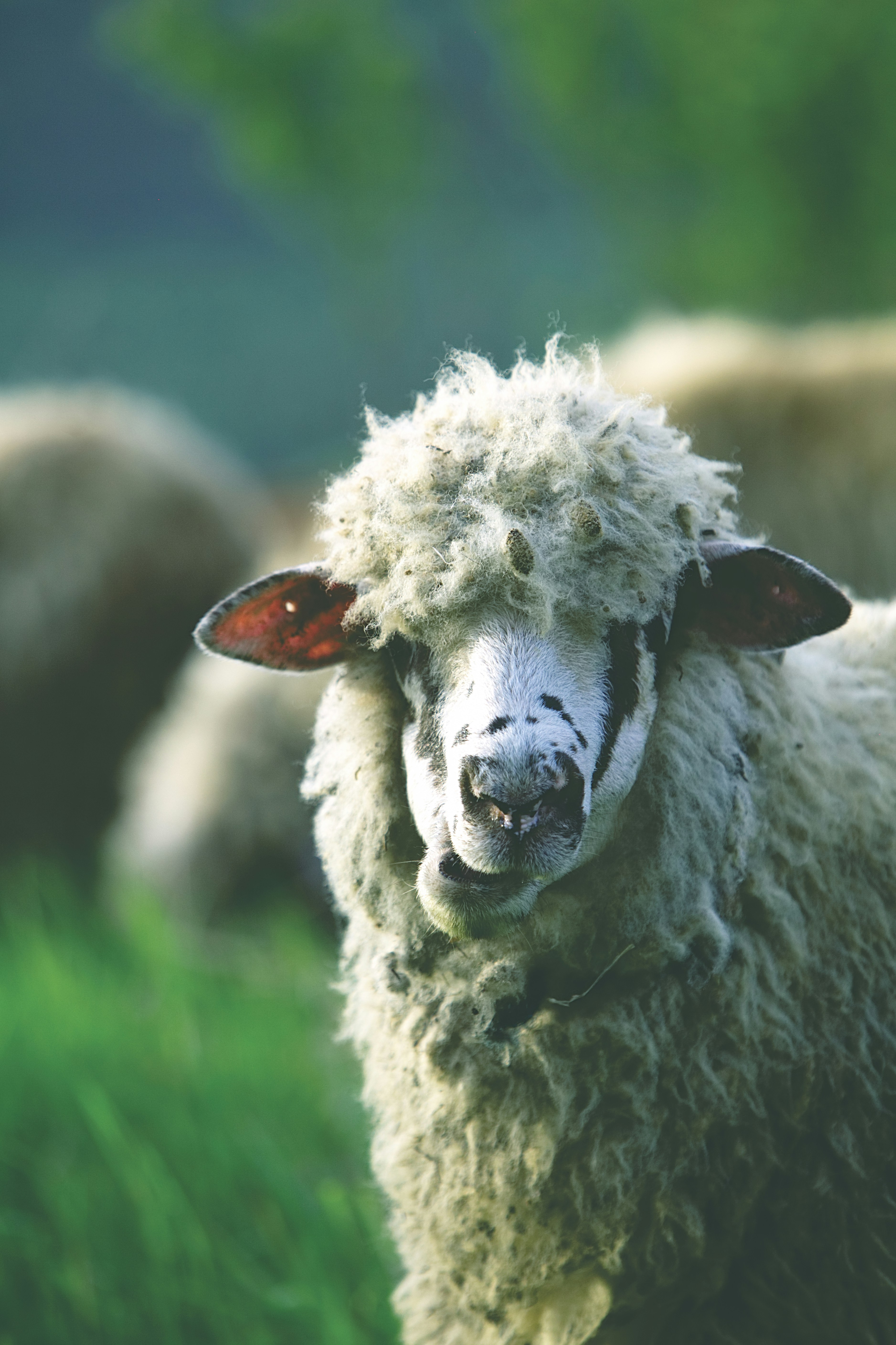 A close up of a sheep with a blurry background photo – Free Animal ...