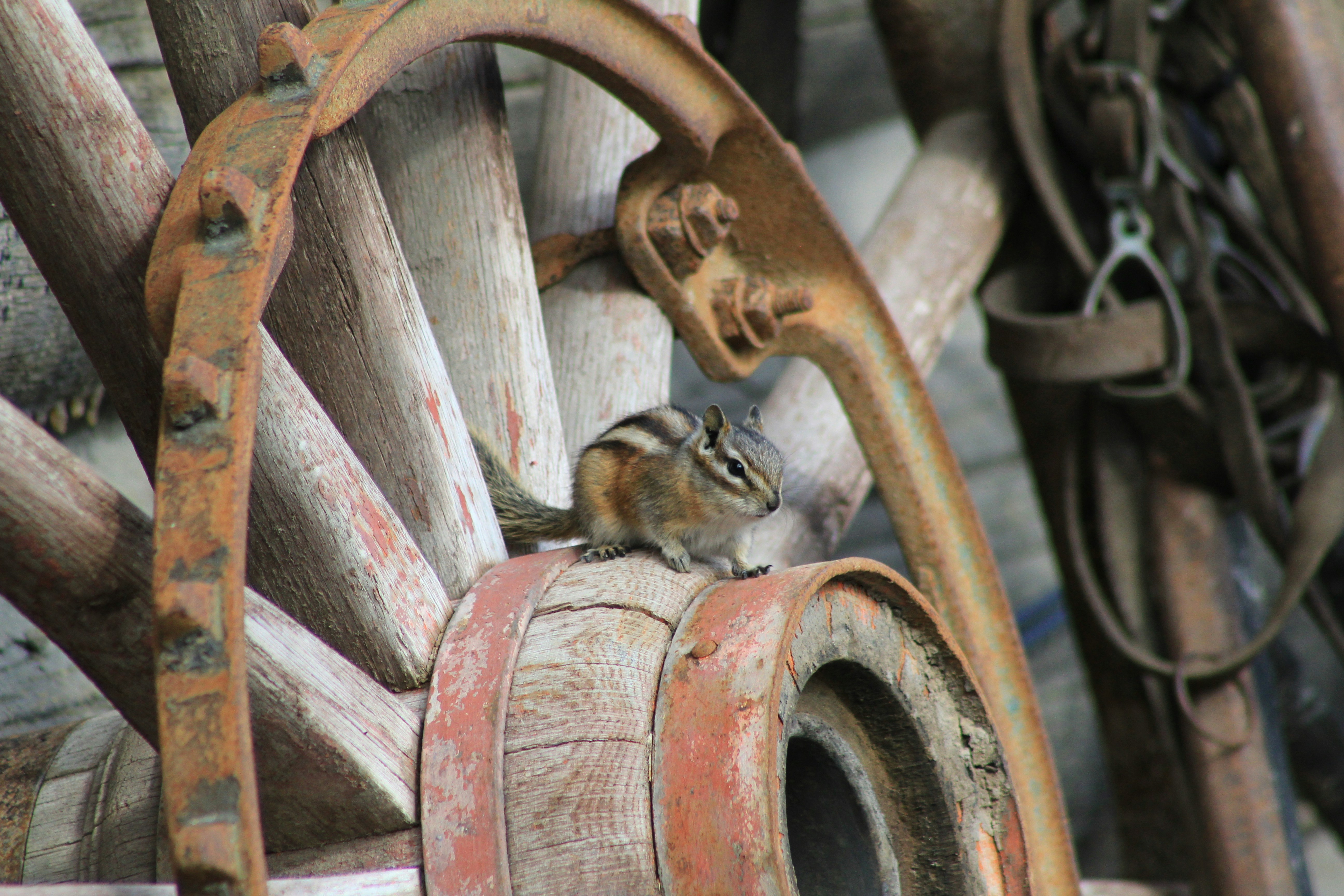 A chipmunk perched on an old wooden wheel, surrounded by rustic farm equipment. The scene captures the charm of wildlife in a vintage setting.