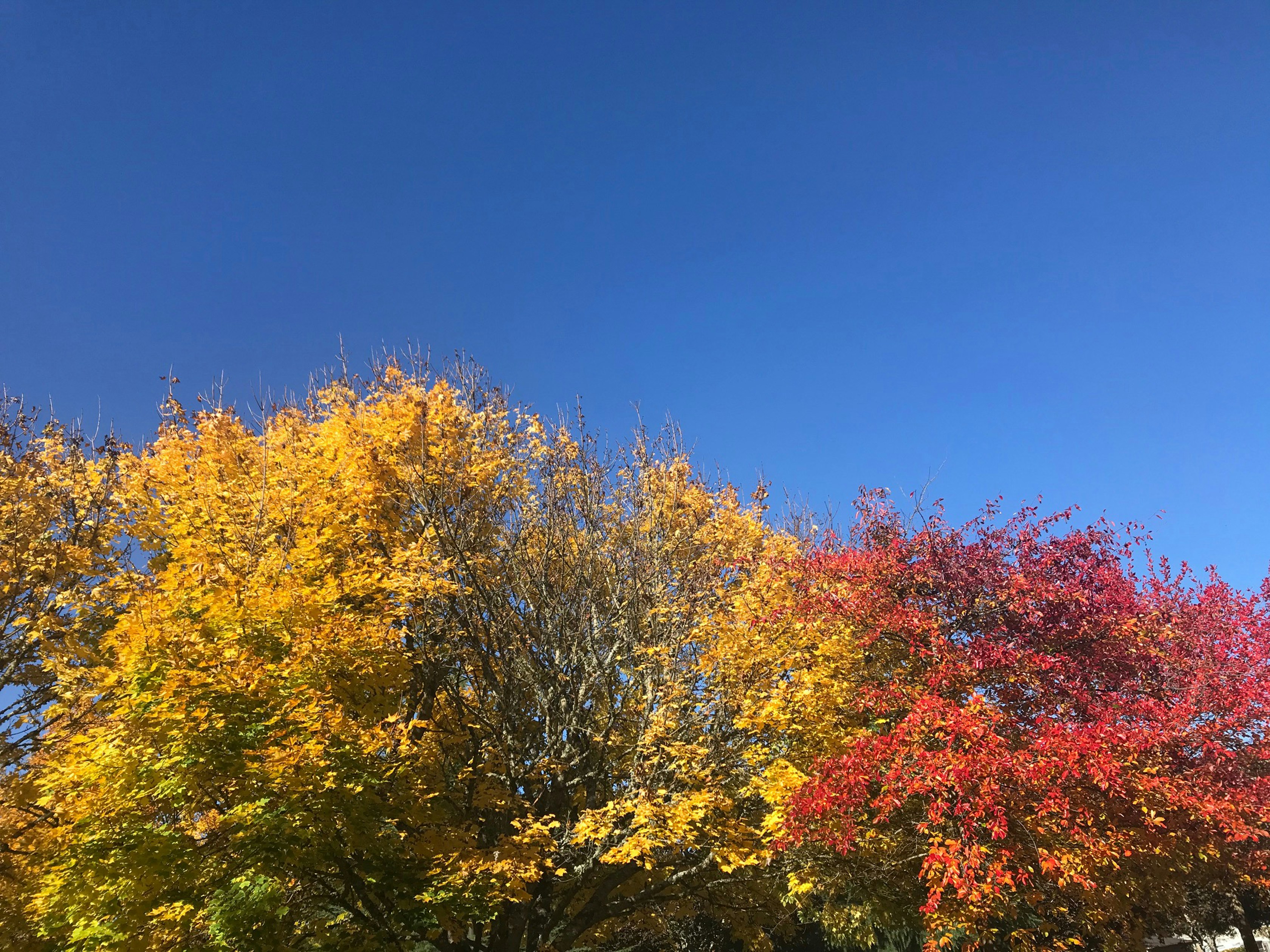 Yellow leaf tree photo – Free Blue Image on Unsplash
