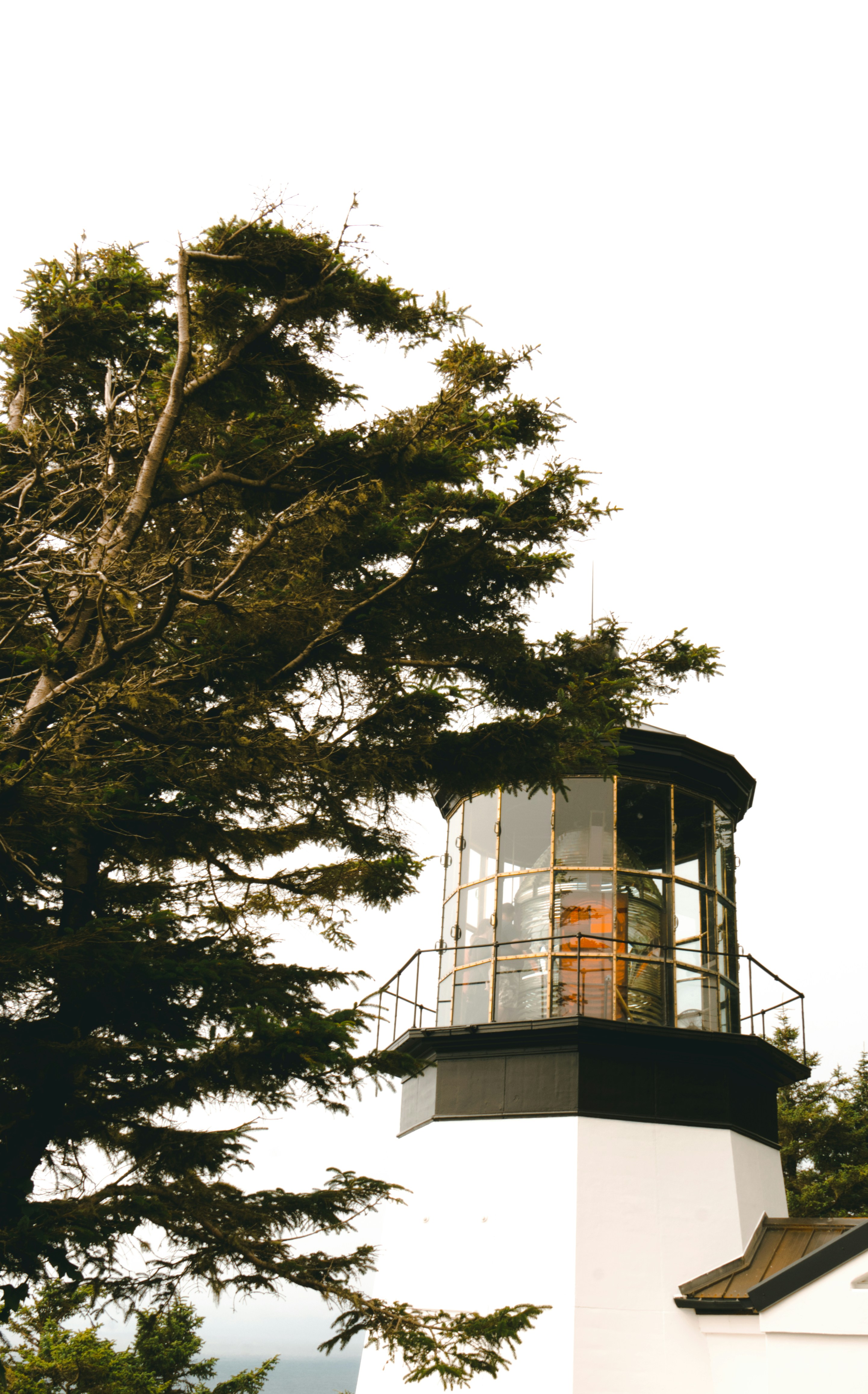 Beacon Framed by Windswept Pines