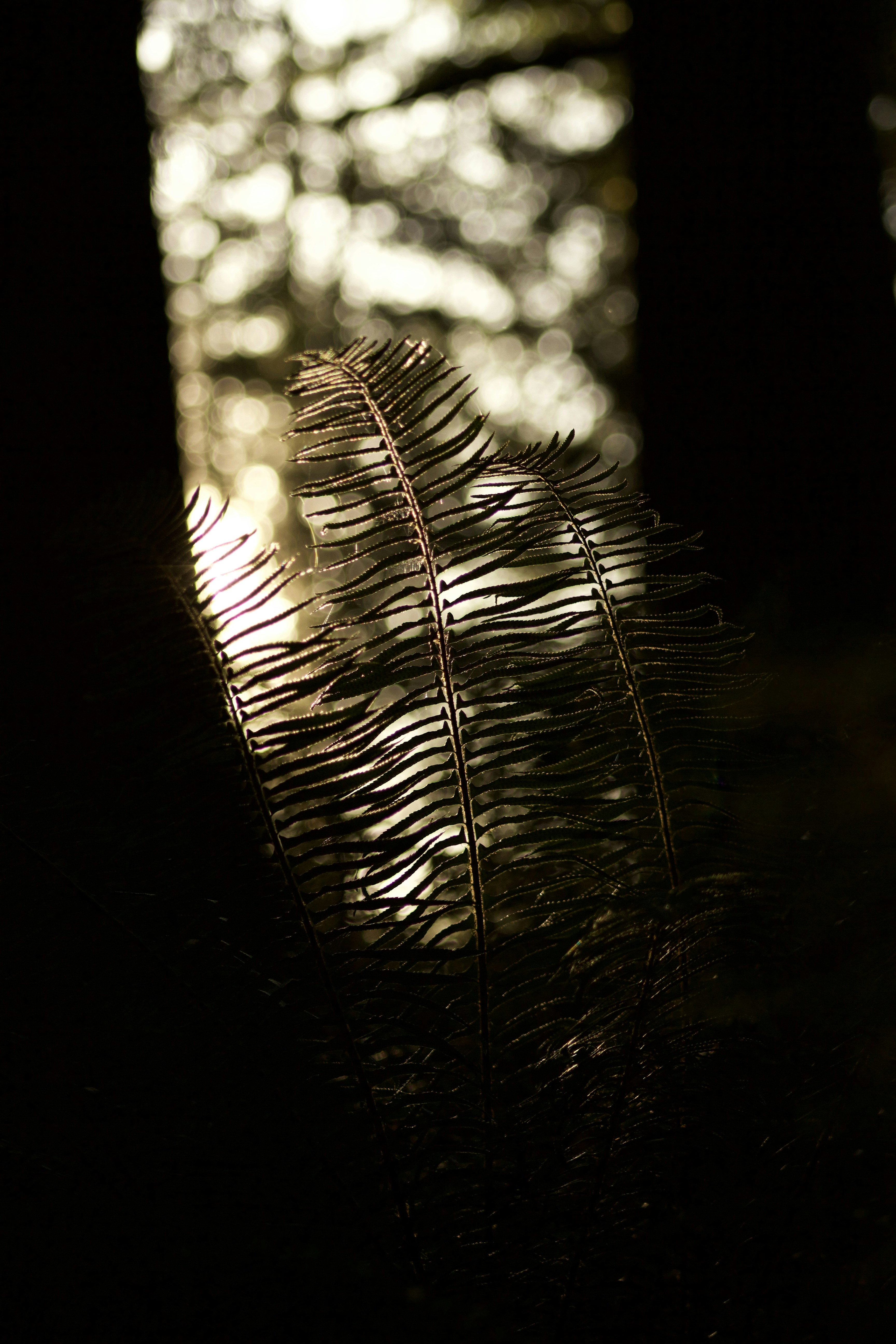 Backlit Fern Fronds in a Quiet Woodland Glow