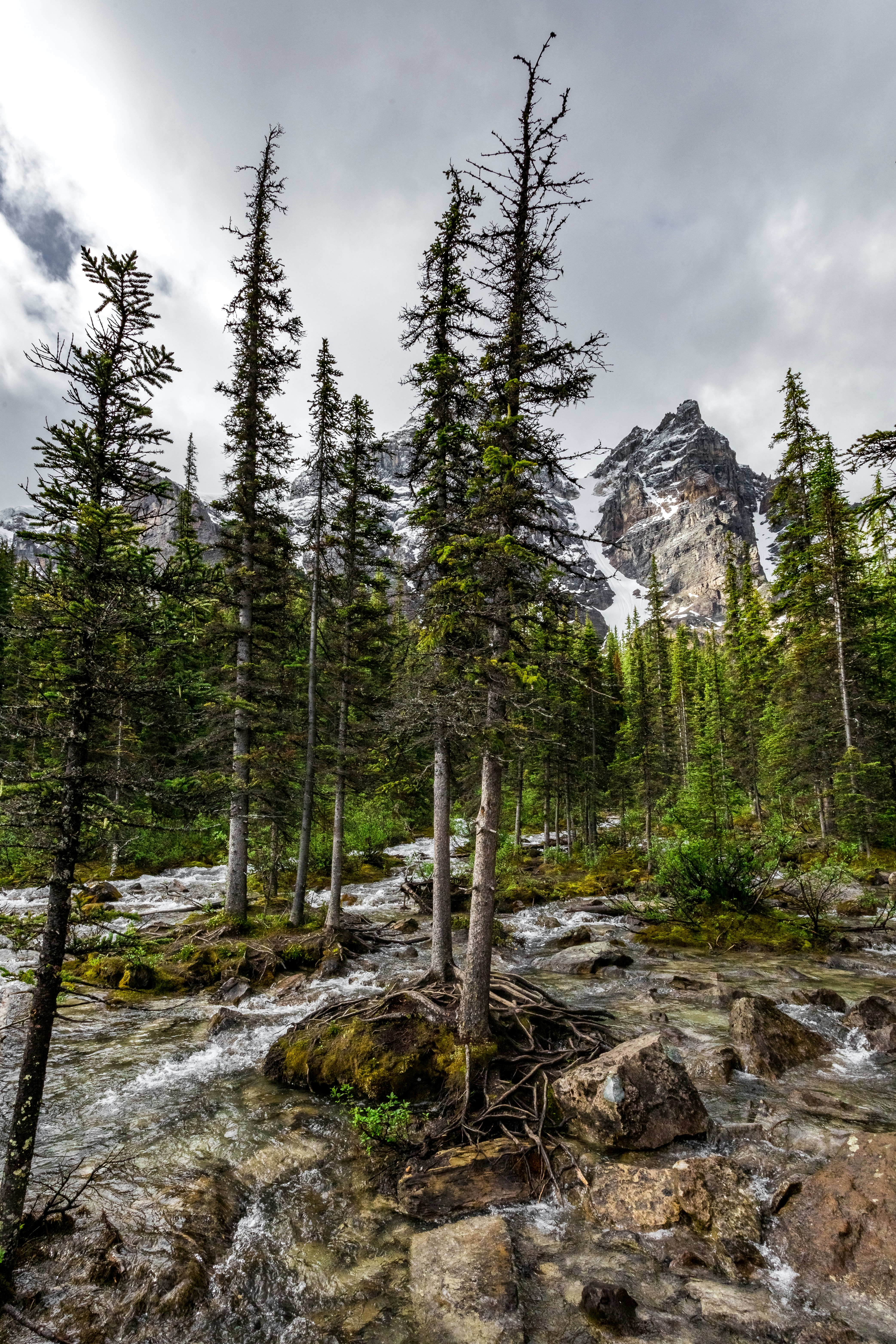 Forests | 1 best free forest photos on Unsplash