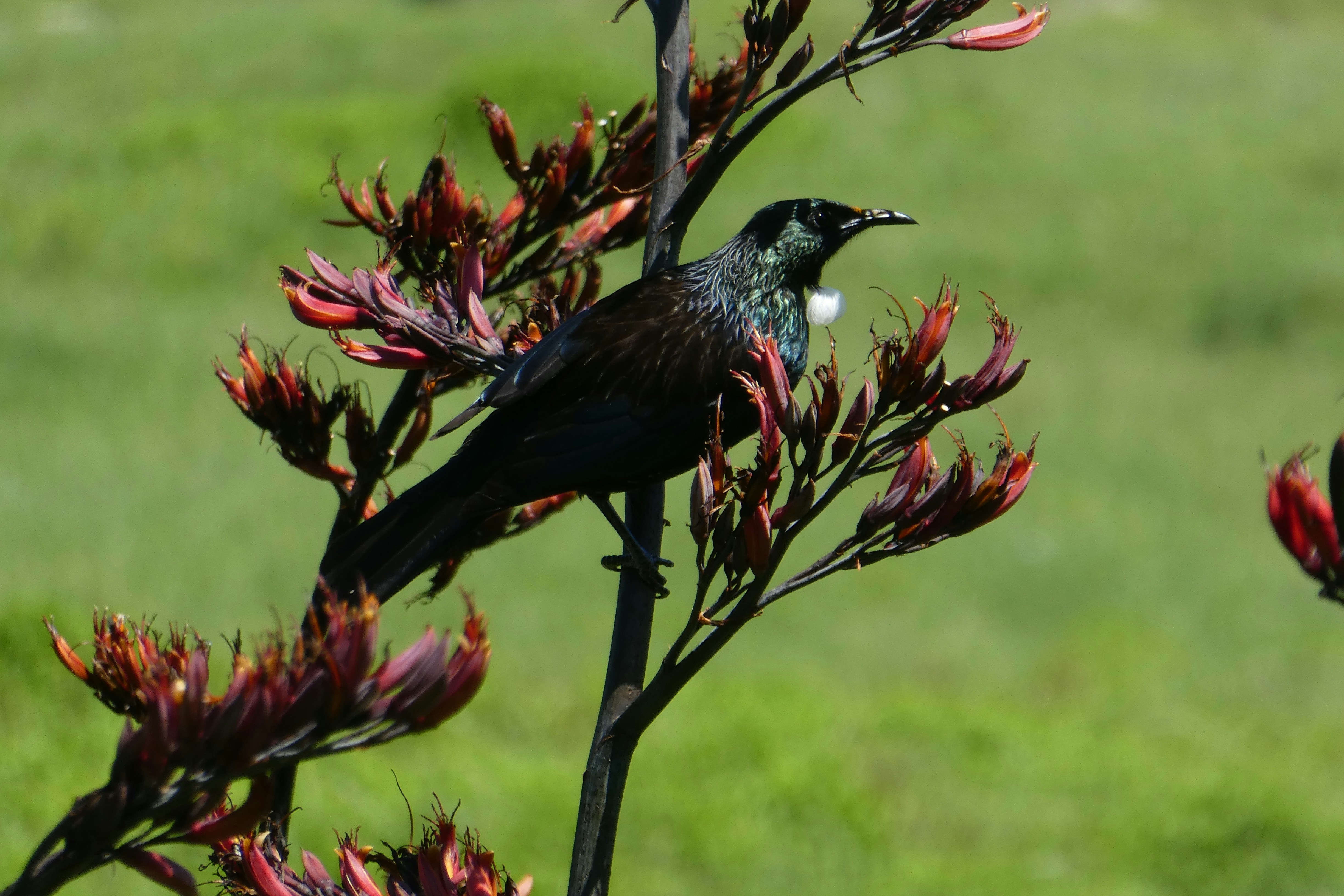 Tui Pictures | Download Free Images on Unsplash