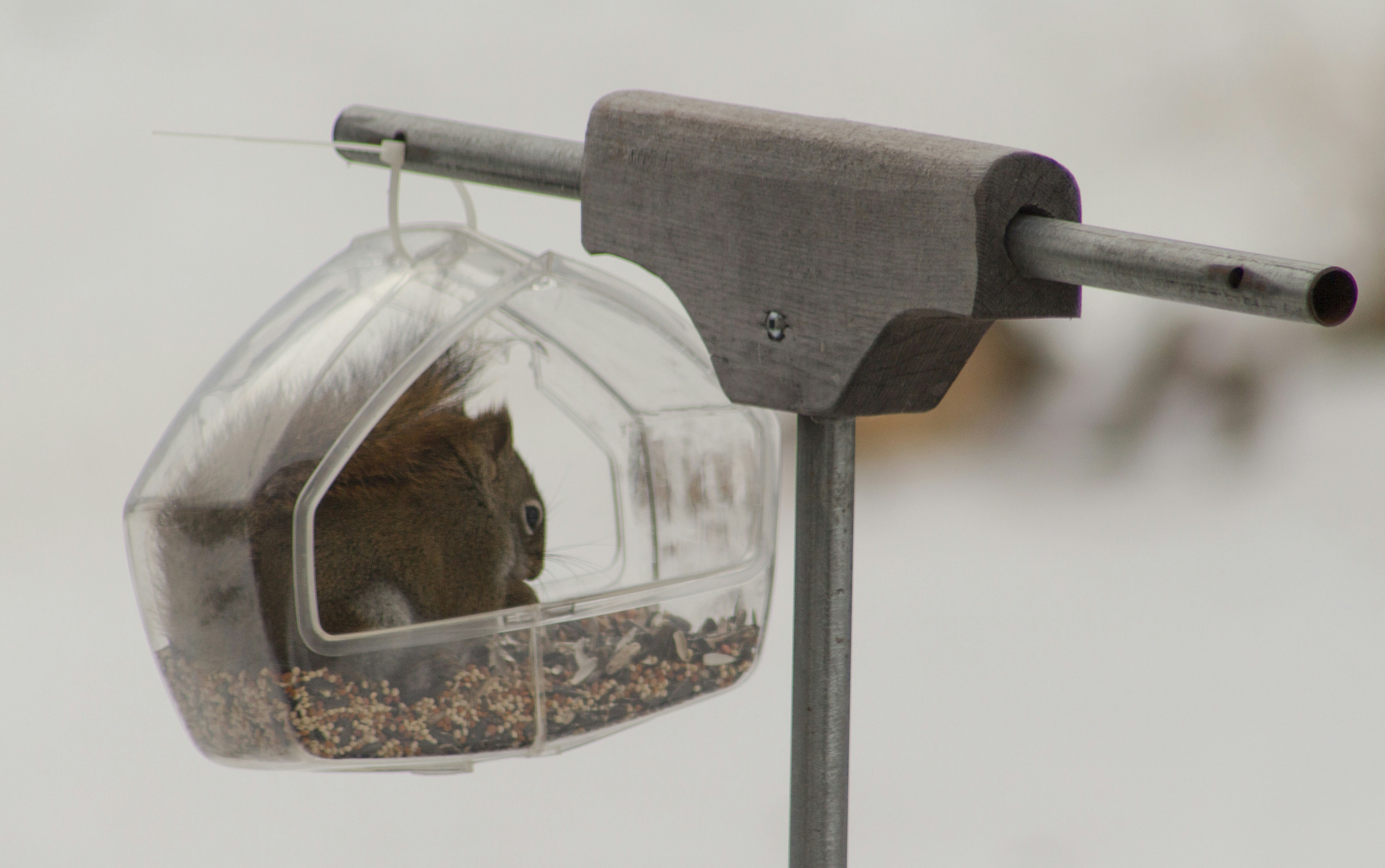 Snowbound Sentry: a curious squirrel in a clear feeder
