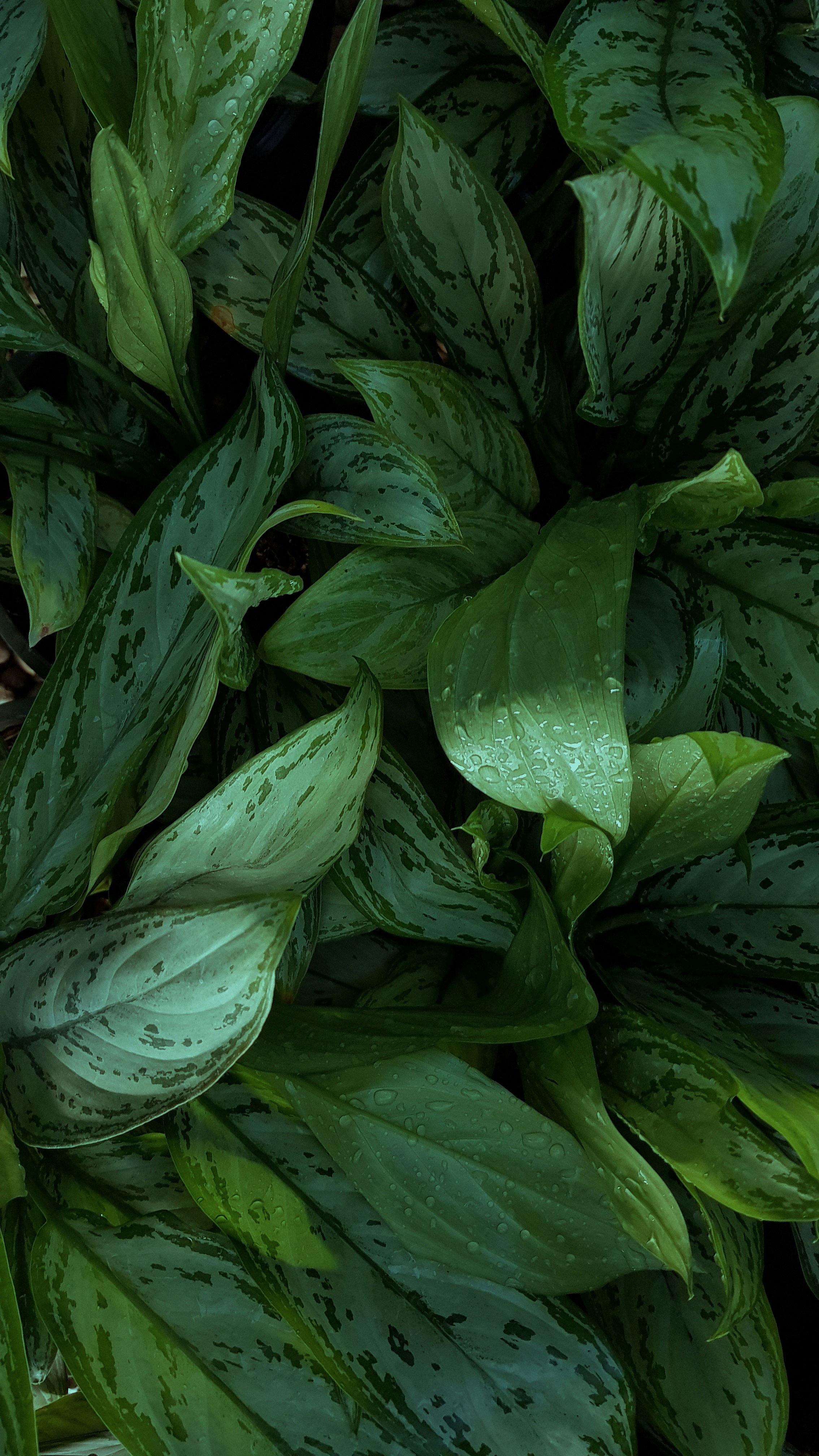 Dumb cane plant photo – Free Shiraz Image on Unsplash