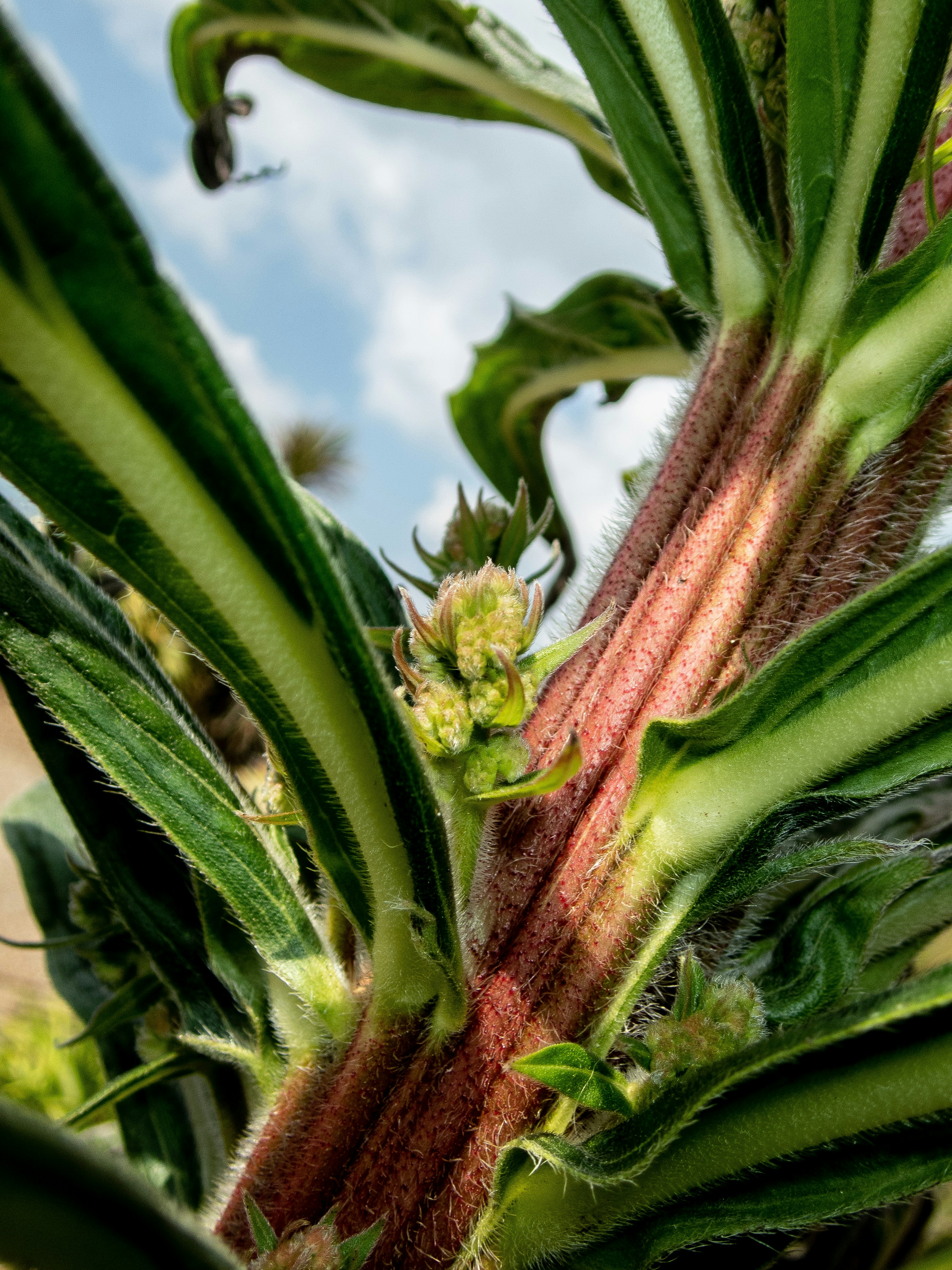 Pulse of the Stem: Macro Portrait of a Pink-Stem Plant with Budding Flower