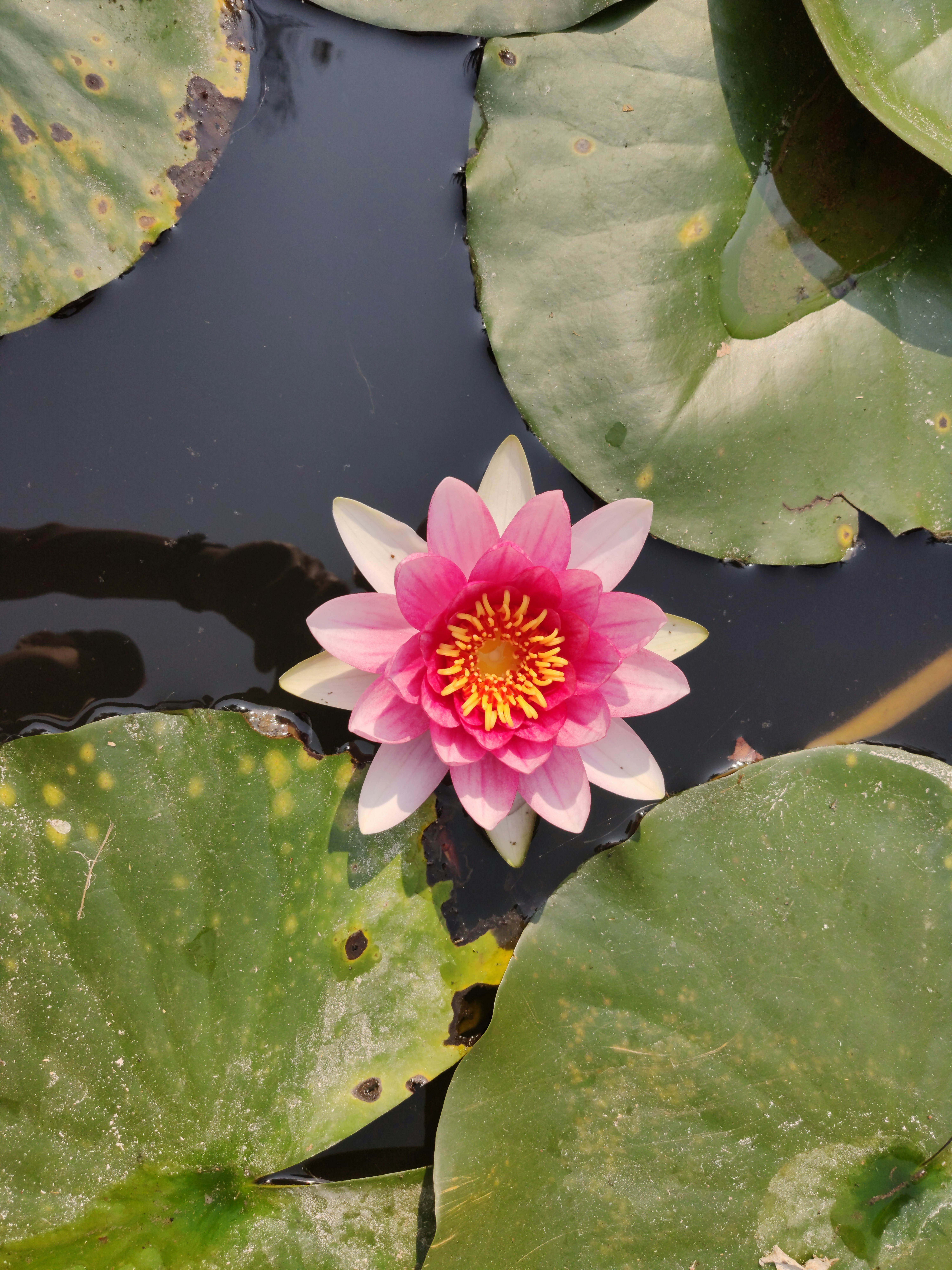 Pink Water Lily Centered in Quiet Pond