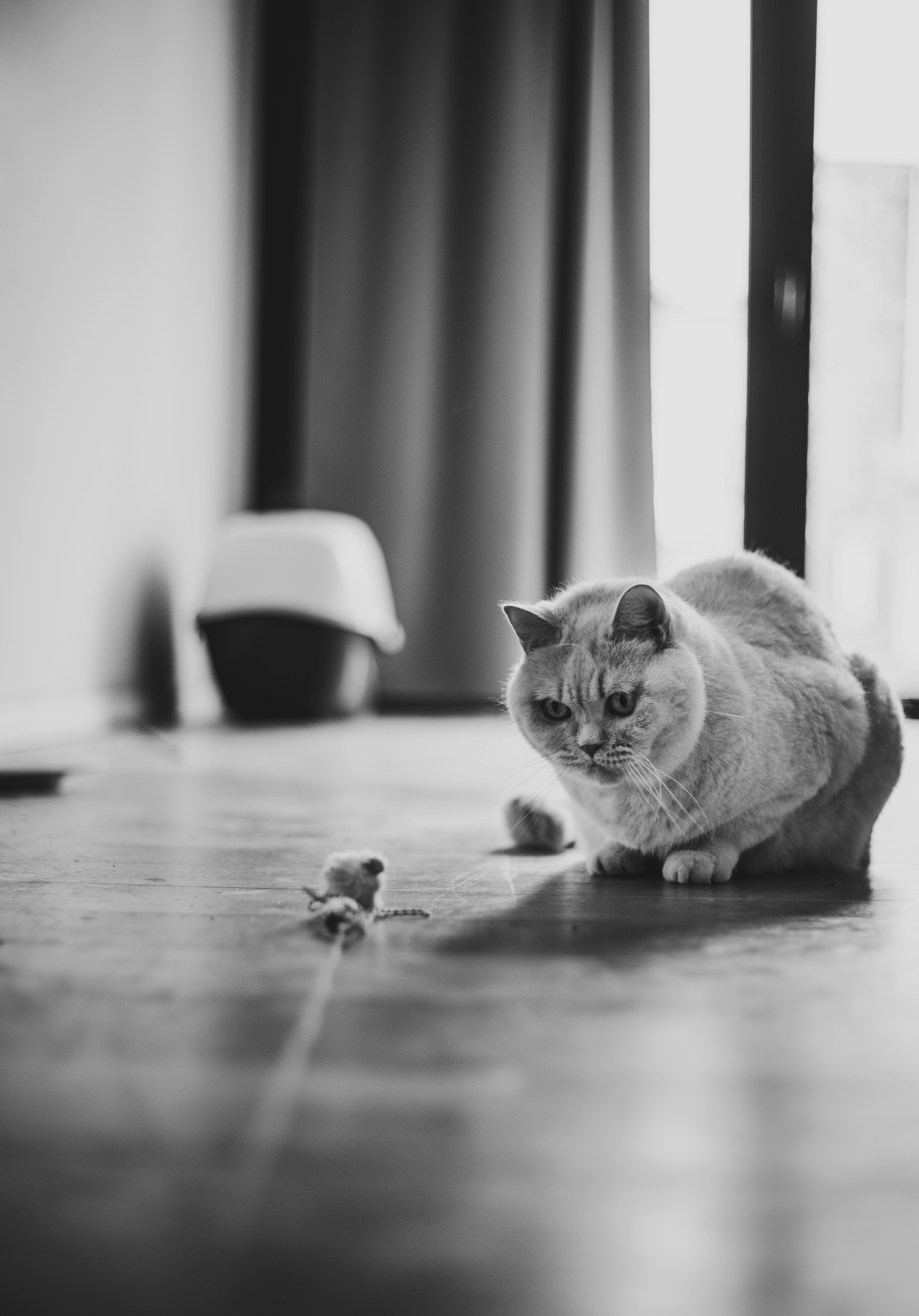 Curious Cat on a Quiet Floor: Watchful Eyes and a Tiny Toy