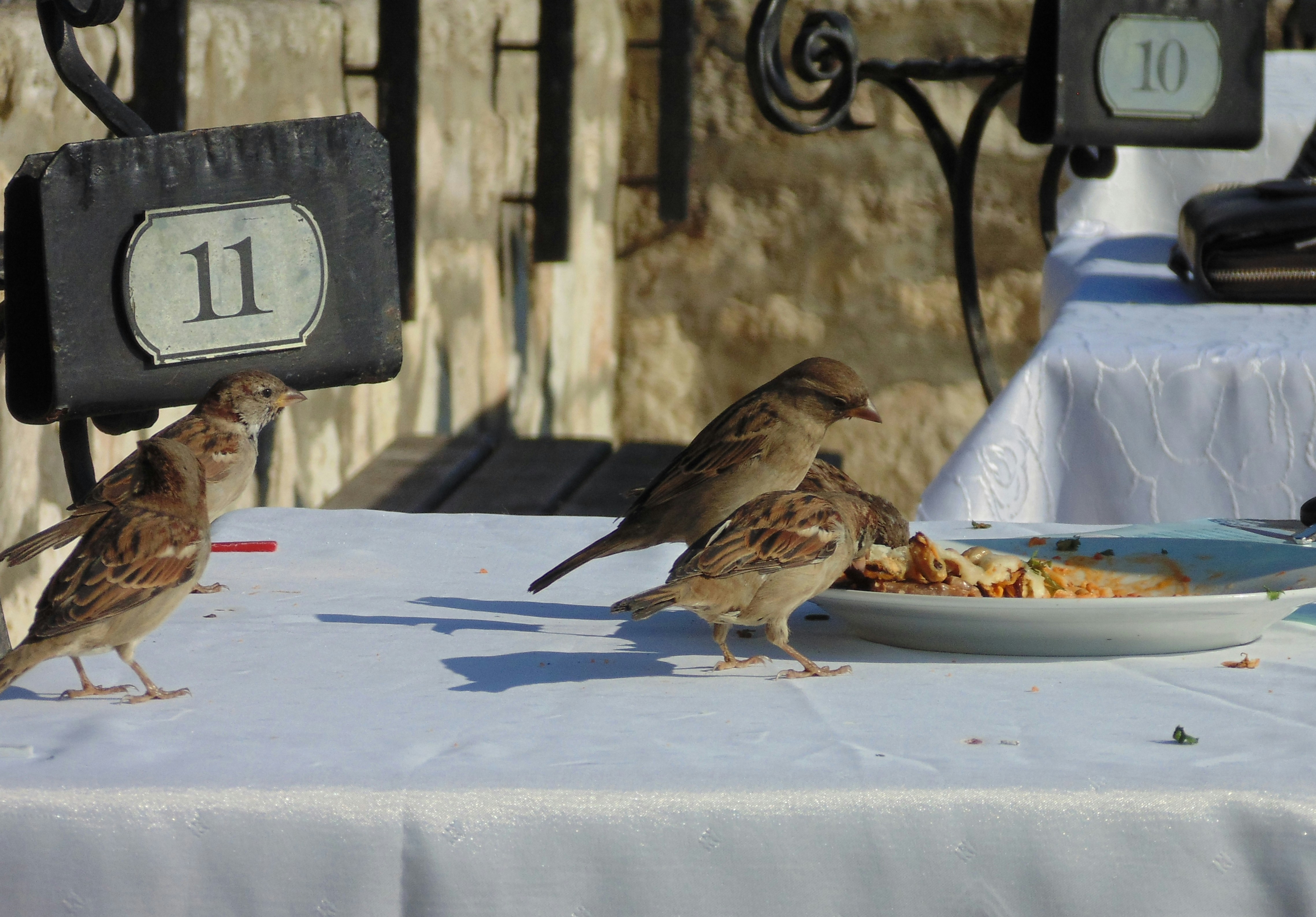 A trio of sparrows foraging for food on a table adorned with a white tablecloth, with a plate of remnants at the center.