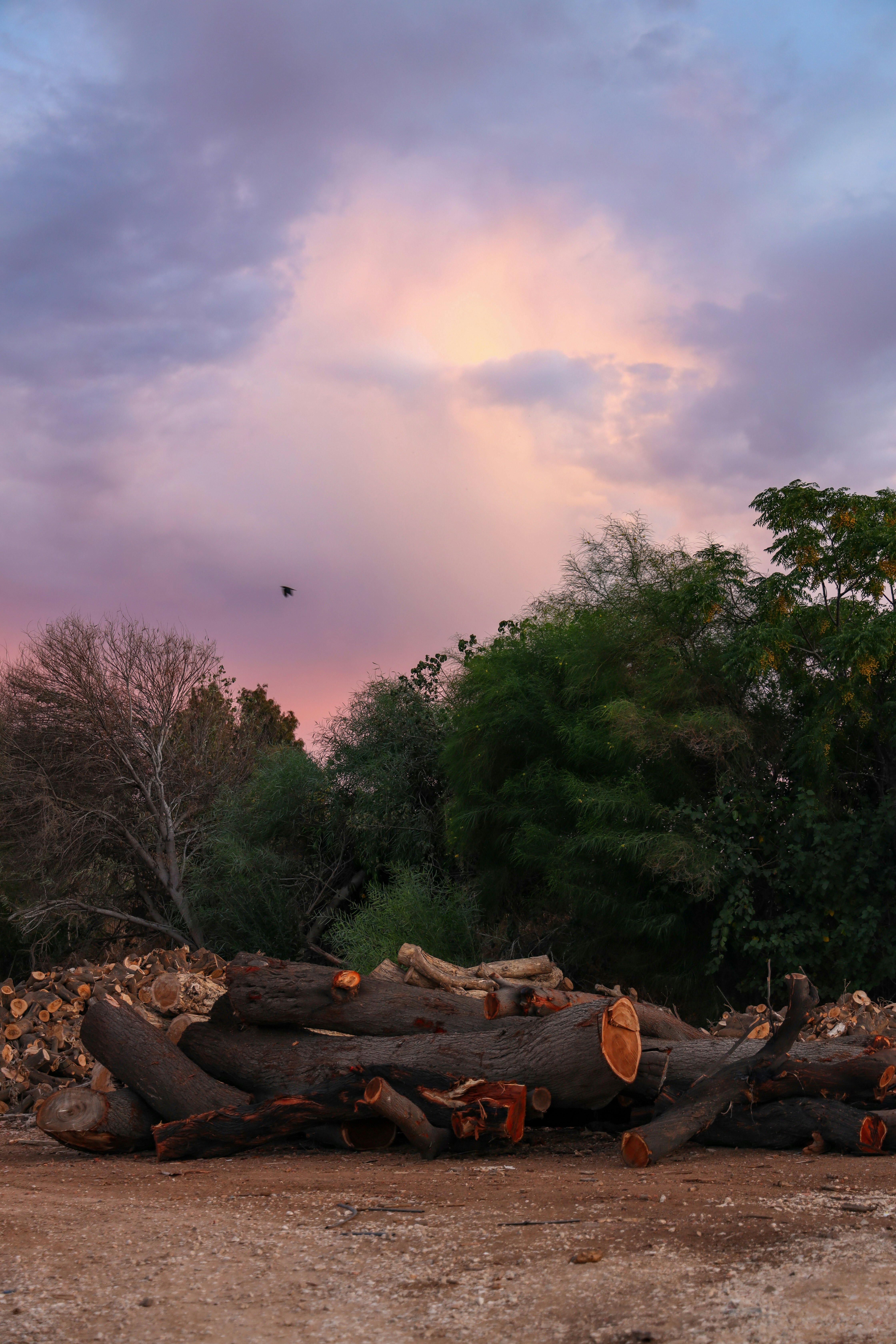 Sunset Veil Over Stacked Logs